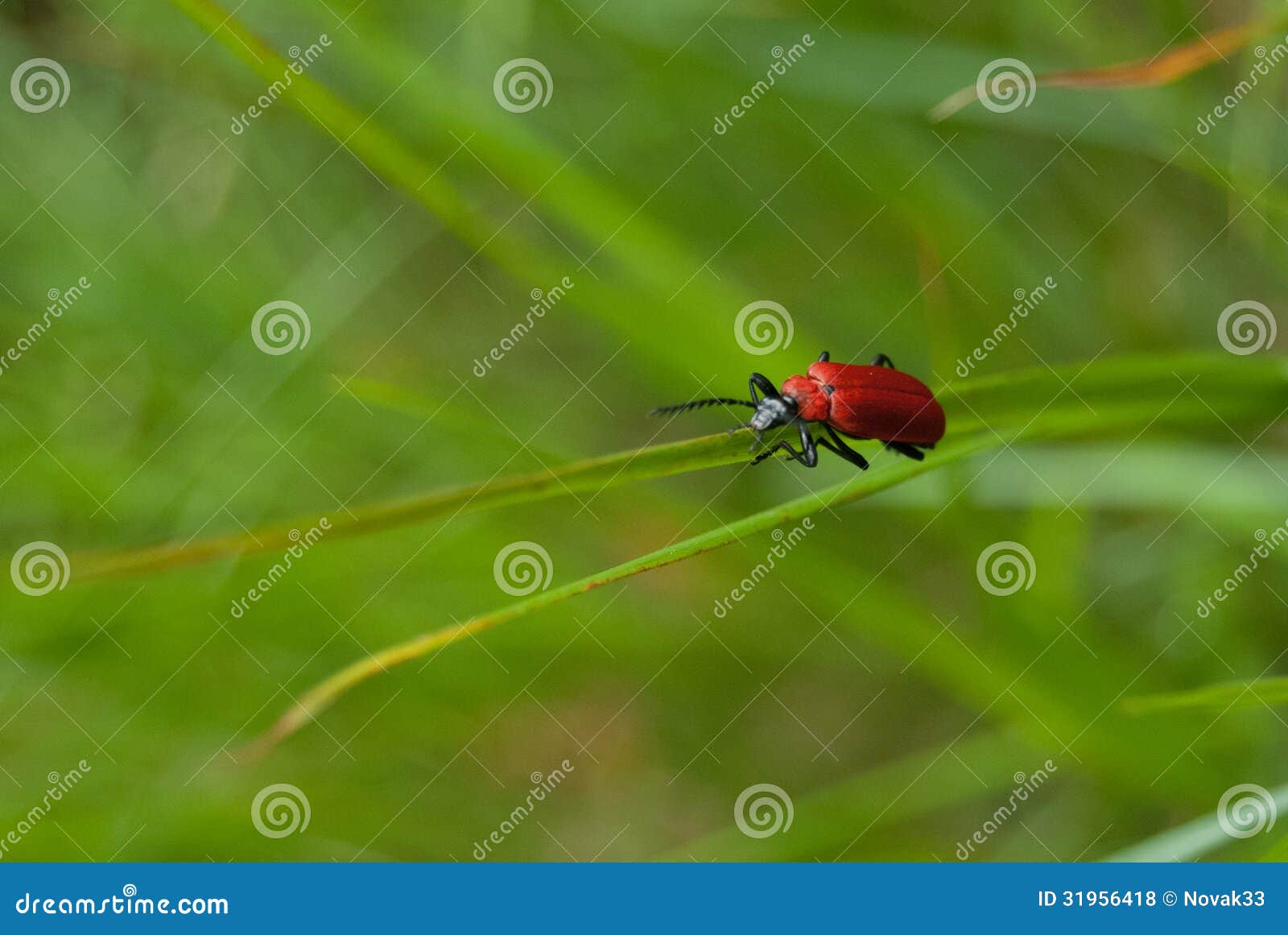 Sluit Omhoog Van Kever Op Groen Gras Stock Foto - Image of nave, zwart ...
