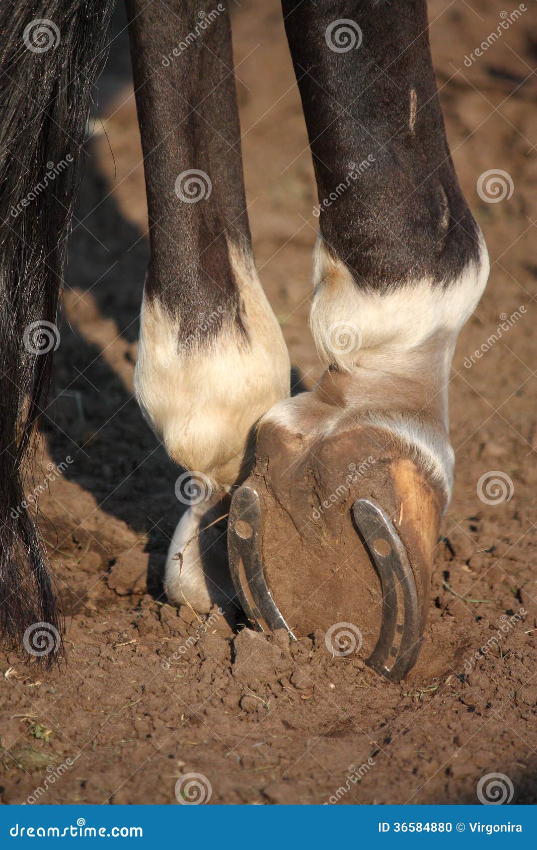 Sluit Omhoog Van Paardhoef Met Hoef Stock Foto - Image of paard ...