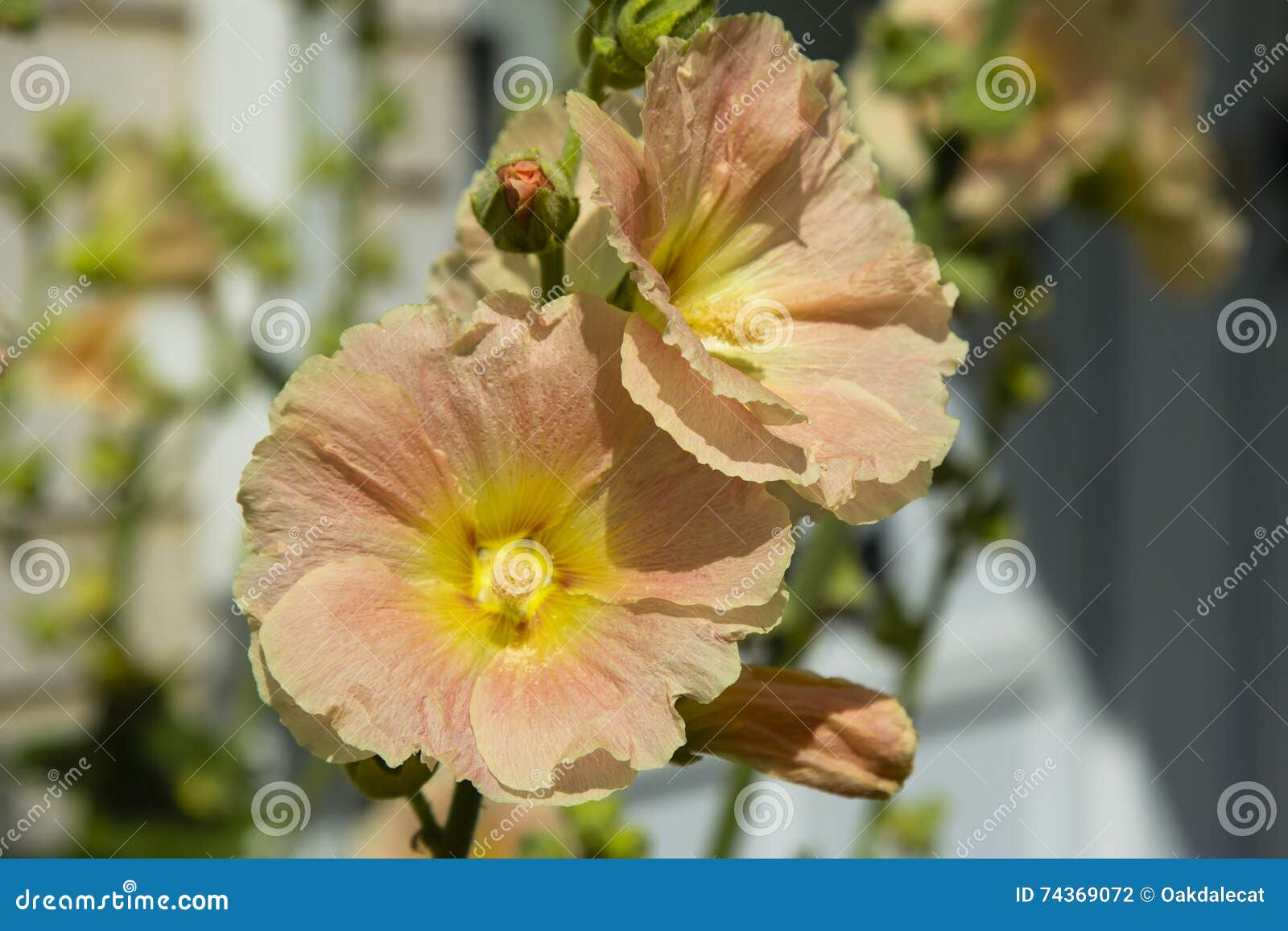 Sluit Omhoog Van Perzikstokrozen Stock Foto - Image of bloemblaadjes ...