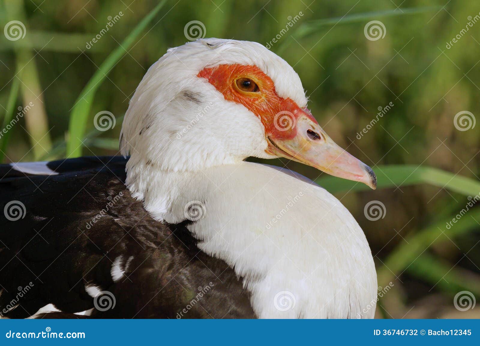 Sluit Omhoog Van Rood Wit Hoofd Van Eend Stock Foto - Image of voeten ...