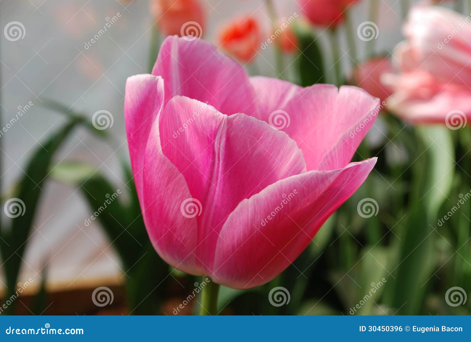 Sluit omhoog van roze tulp stock foto. Image of contrast - 30450396