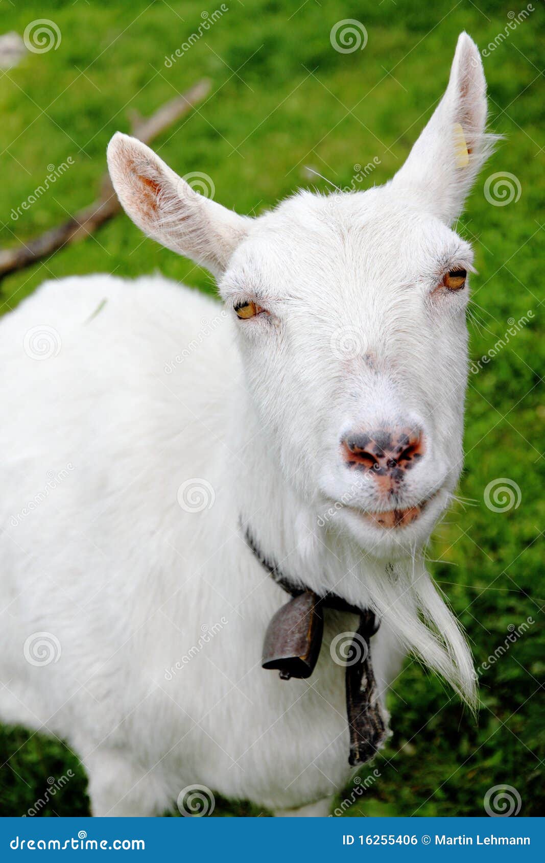 Sluit Omhoog Van Witte Geit Stock Foto - Image of landbouwbedrijf ...