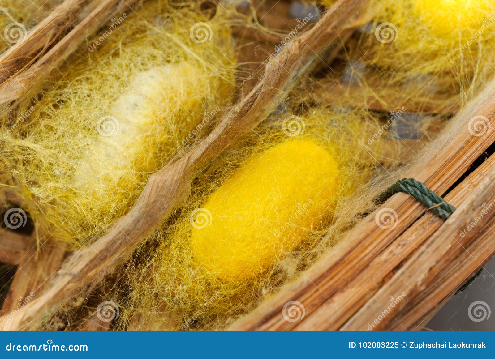 Sluit Omhoog Van Zijderups Maakt Van Cocon in Het Nest Stock Afbeelding ...