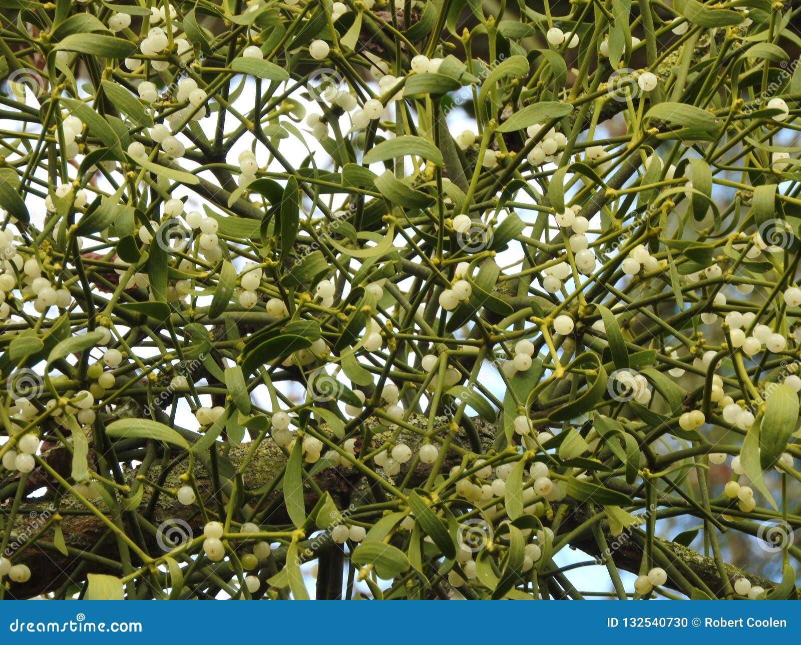 Sluit Omhoog Verse Maretak Op Boom, Witte Bessen Stock Foto - Image of ...