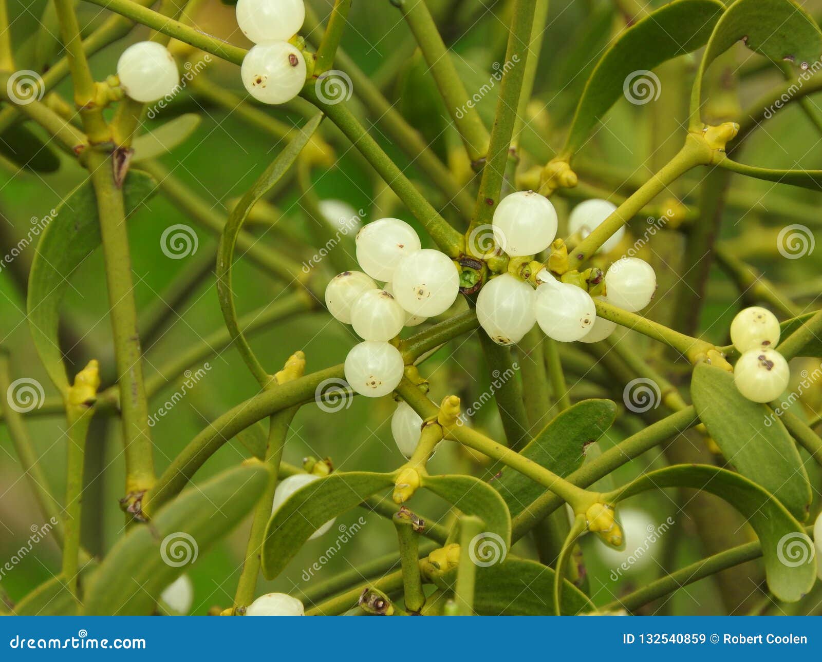 Sluit Omhoog Verse Maretak Op Boom, Witte Bessen Stock Afbeelding ...