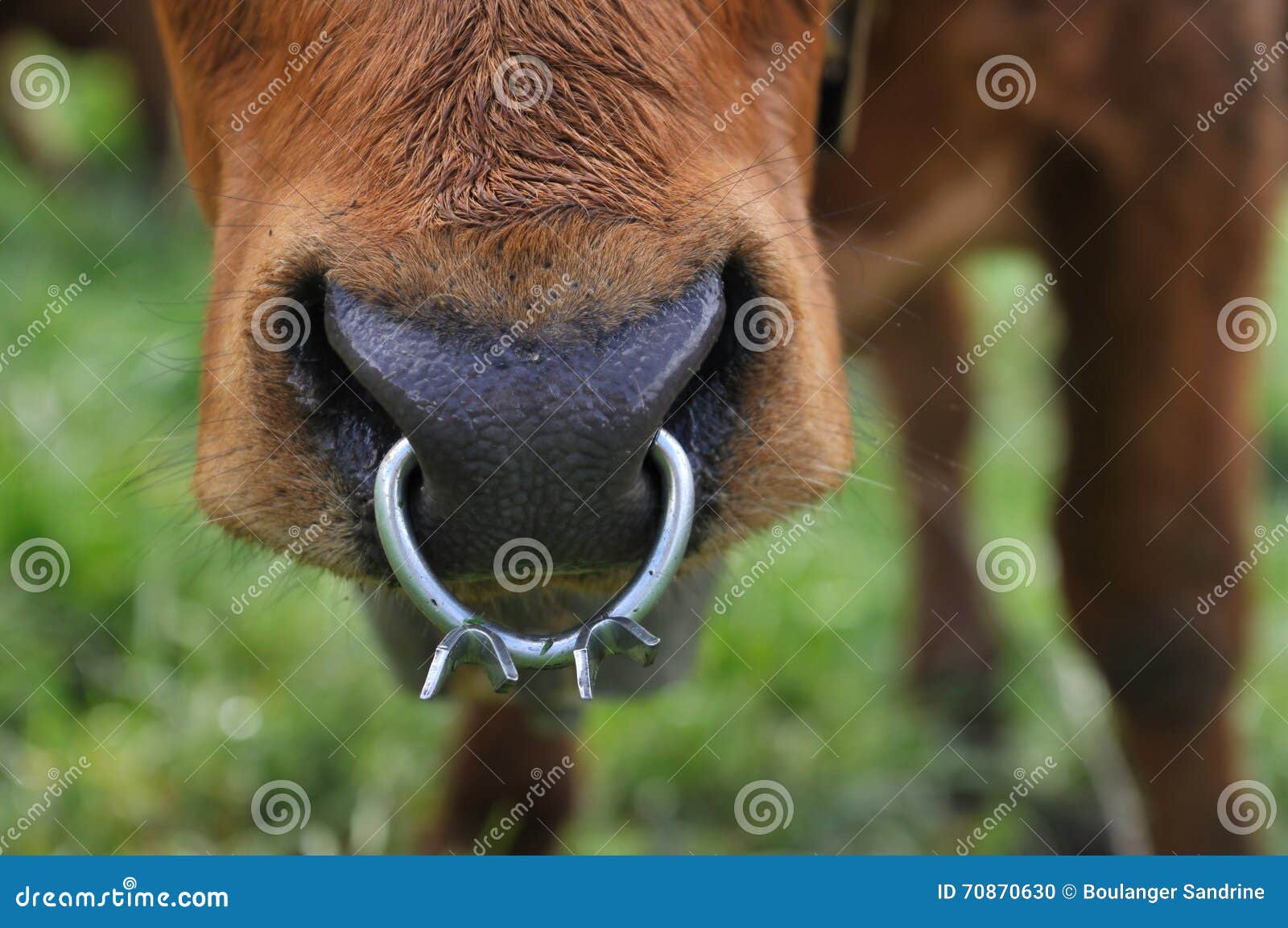 Sluit op neusring stock foto. Image of ring, doorboren - 70870630