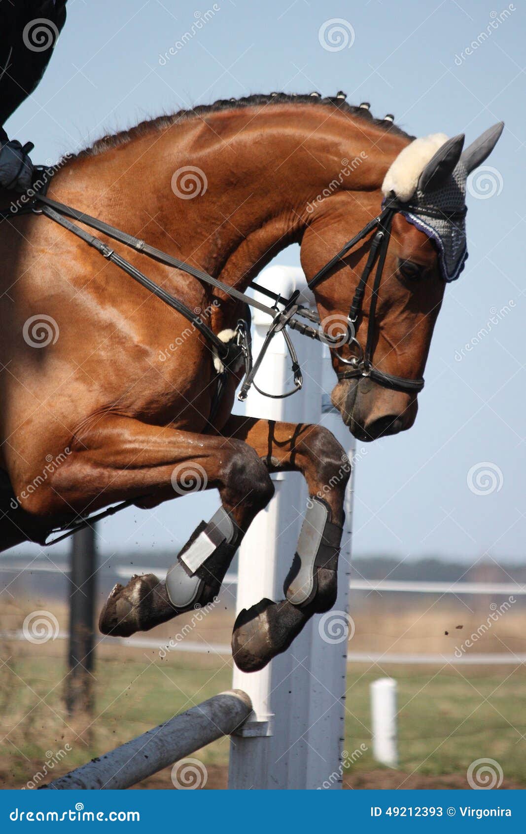 Sluit Van Tonen Het Springen Paard Stock Afbeelding - Image of merrie ...