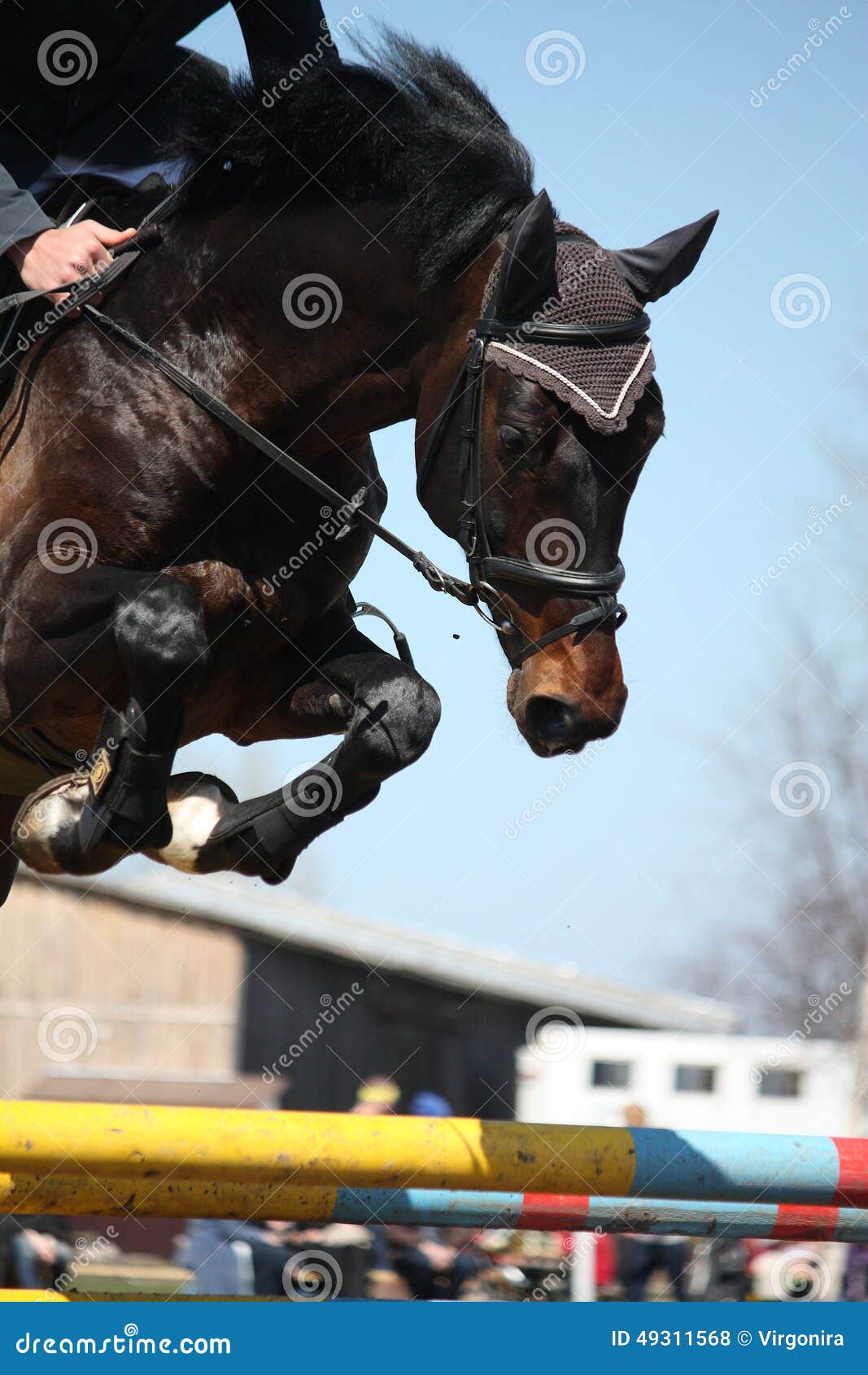Sluit Van Tonen Het Springen Paard Stock Foto - Image of zwart ...