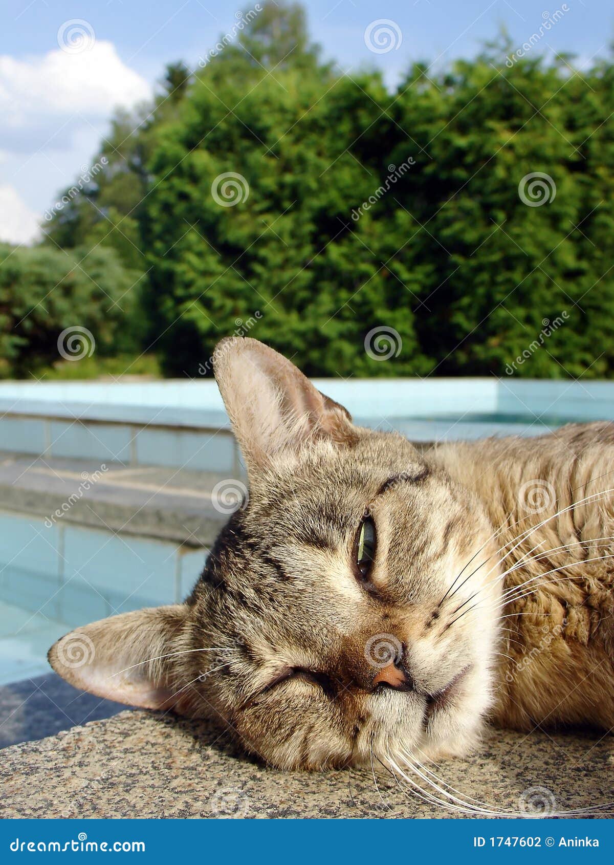 Slumbering cat stock photo. Image of sleeping, holidays - 1747602