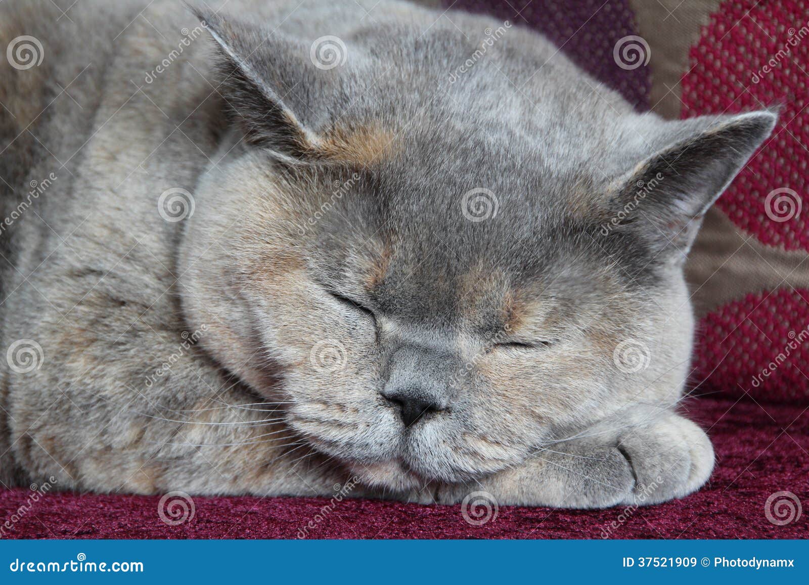 Slumbering cat stock image. Image of sleep, head, bumpkin - 37521909