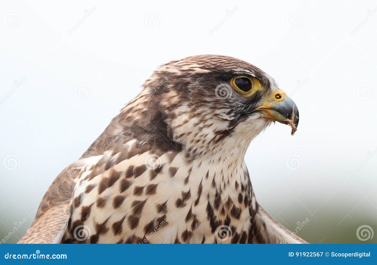 Slut upp av en Saker falk fotografering för bildbyråer. Bild av jägare ...