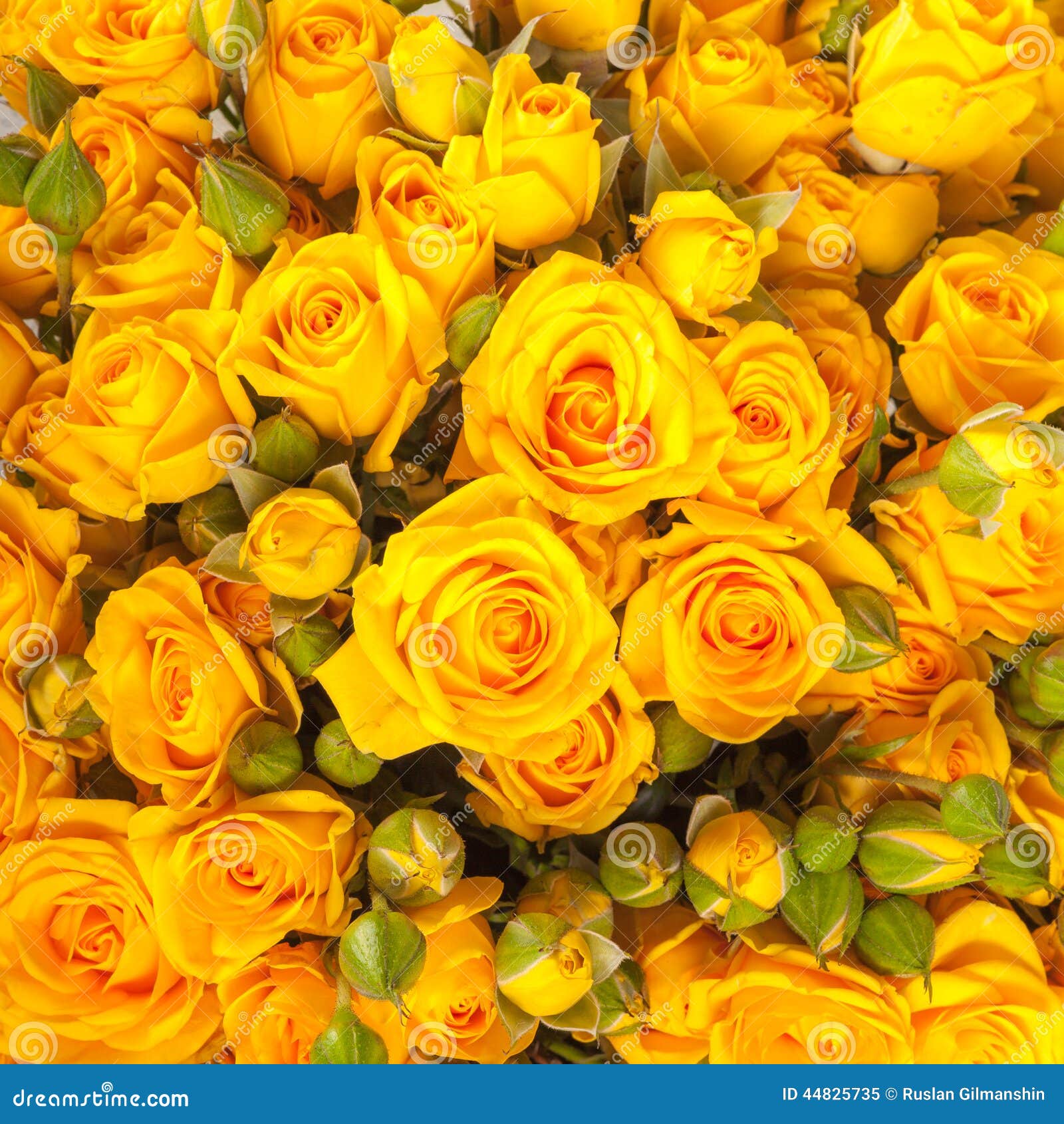 Slut upp av gula rosor fotografering för bildbyråer. Bild av härlig ...