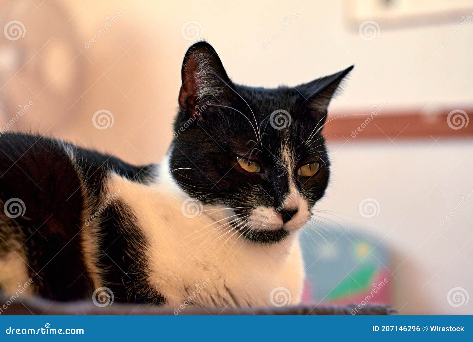 Sly Bicolor Cat with Squinting Eyes Stock Photo - Image of squinting ...