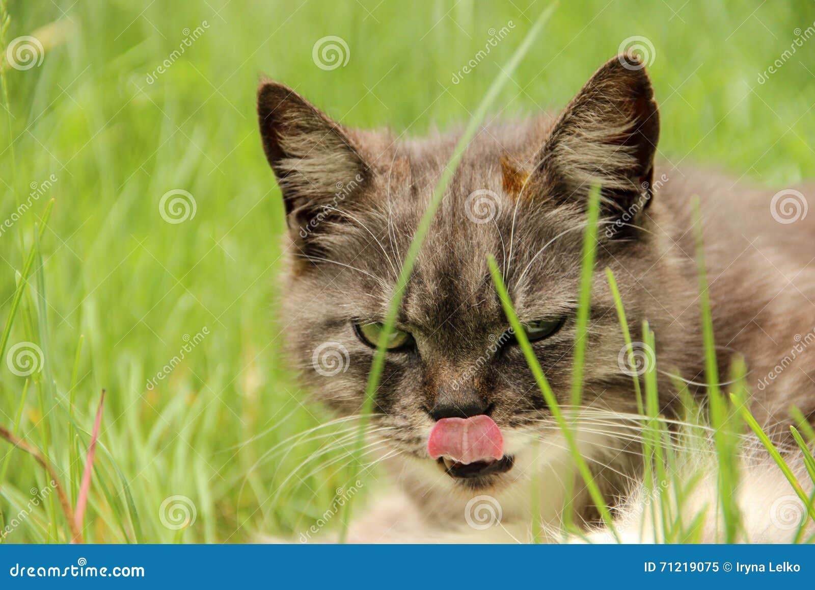A sly cat stock image. Image of showing, white, mongrel - 71219075