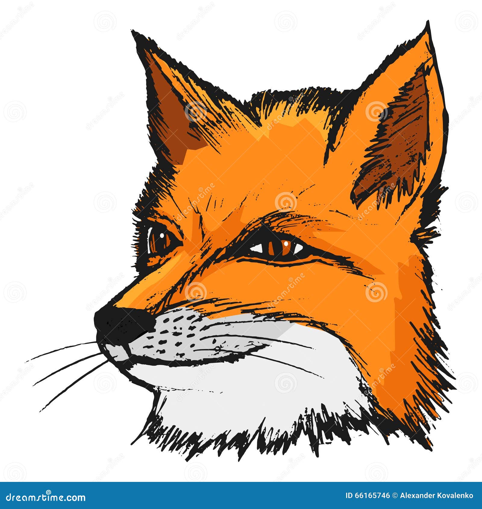 Sly fox stock vector. Illustration of carnivore, isolated - 66165746