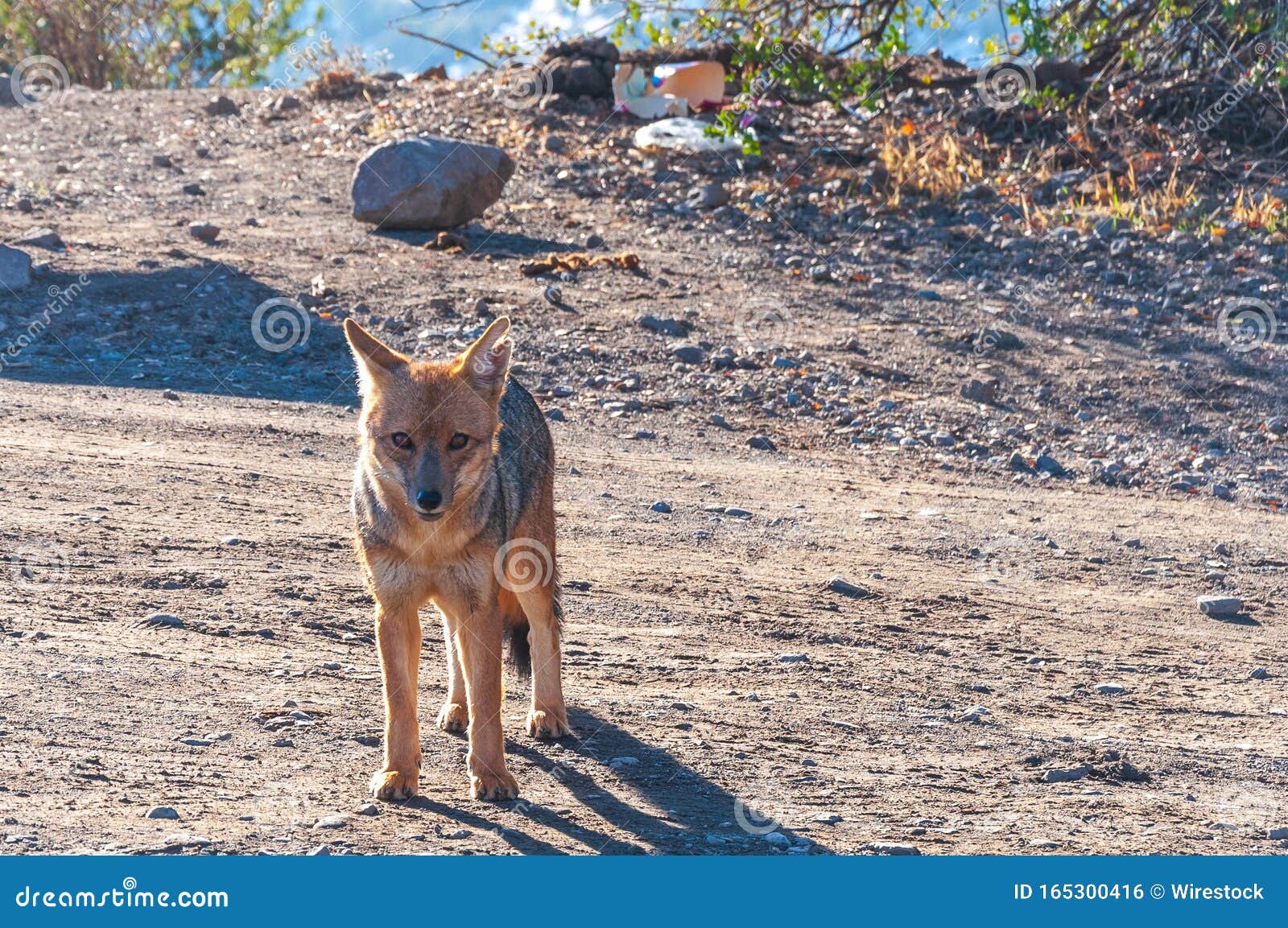 Sly Fox Bird Cartoon Stock Photos - Free & Royalty-Free Stock Photos ...