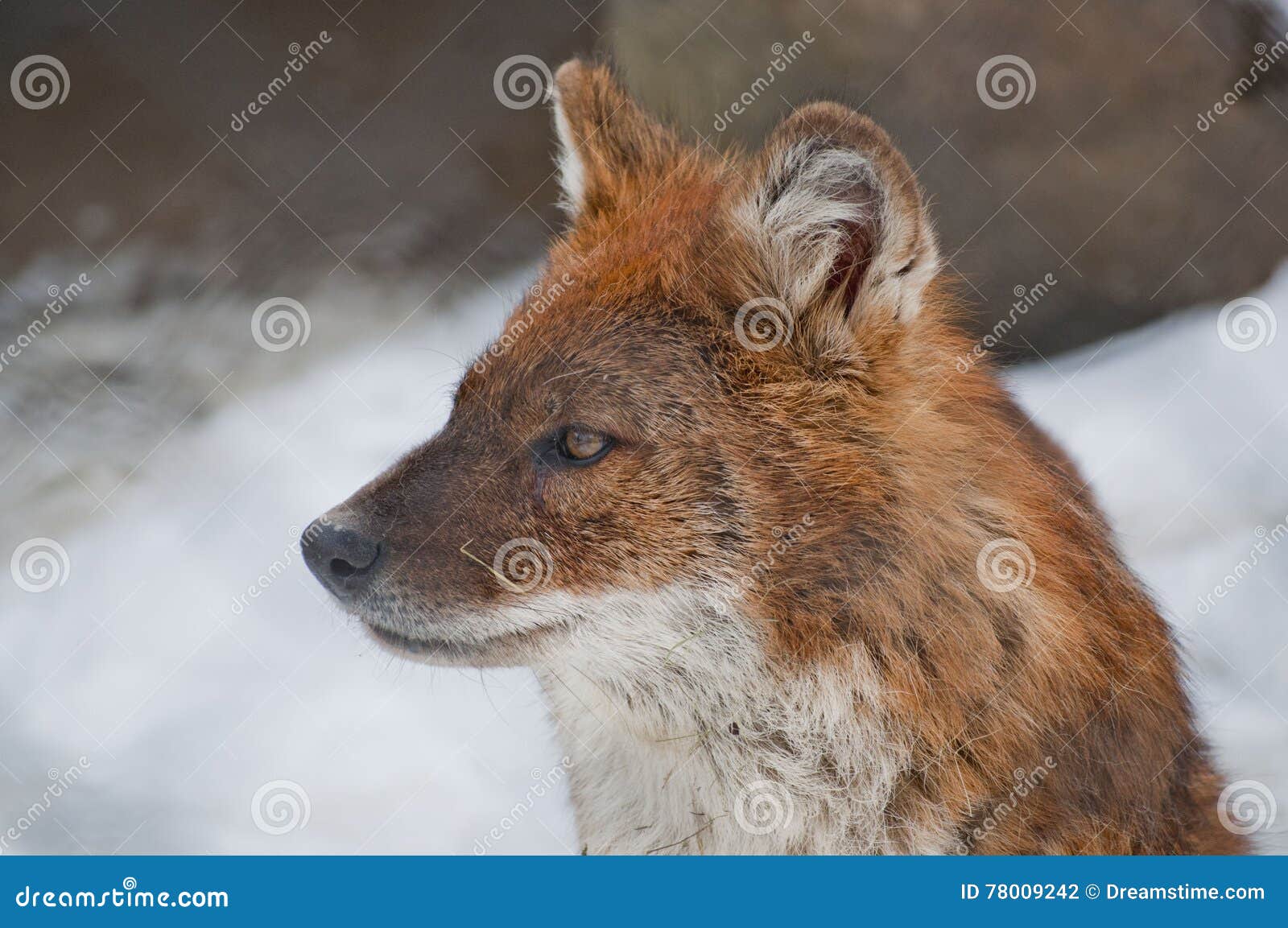 Sly Fox stock photo. Image of lens, sight, ginger, animal - 78009242