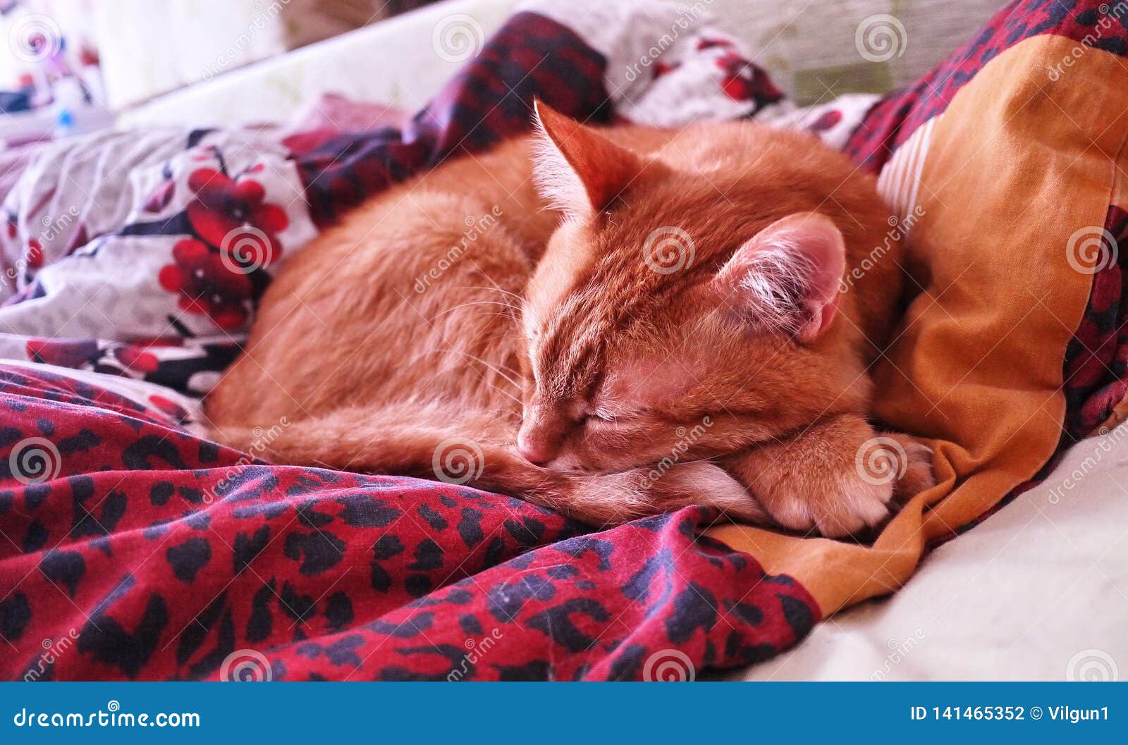 Sly Glance a Ginger a. Red Cat Sleeping in a Cozy Position on the Bed ...