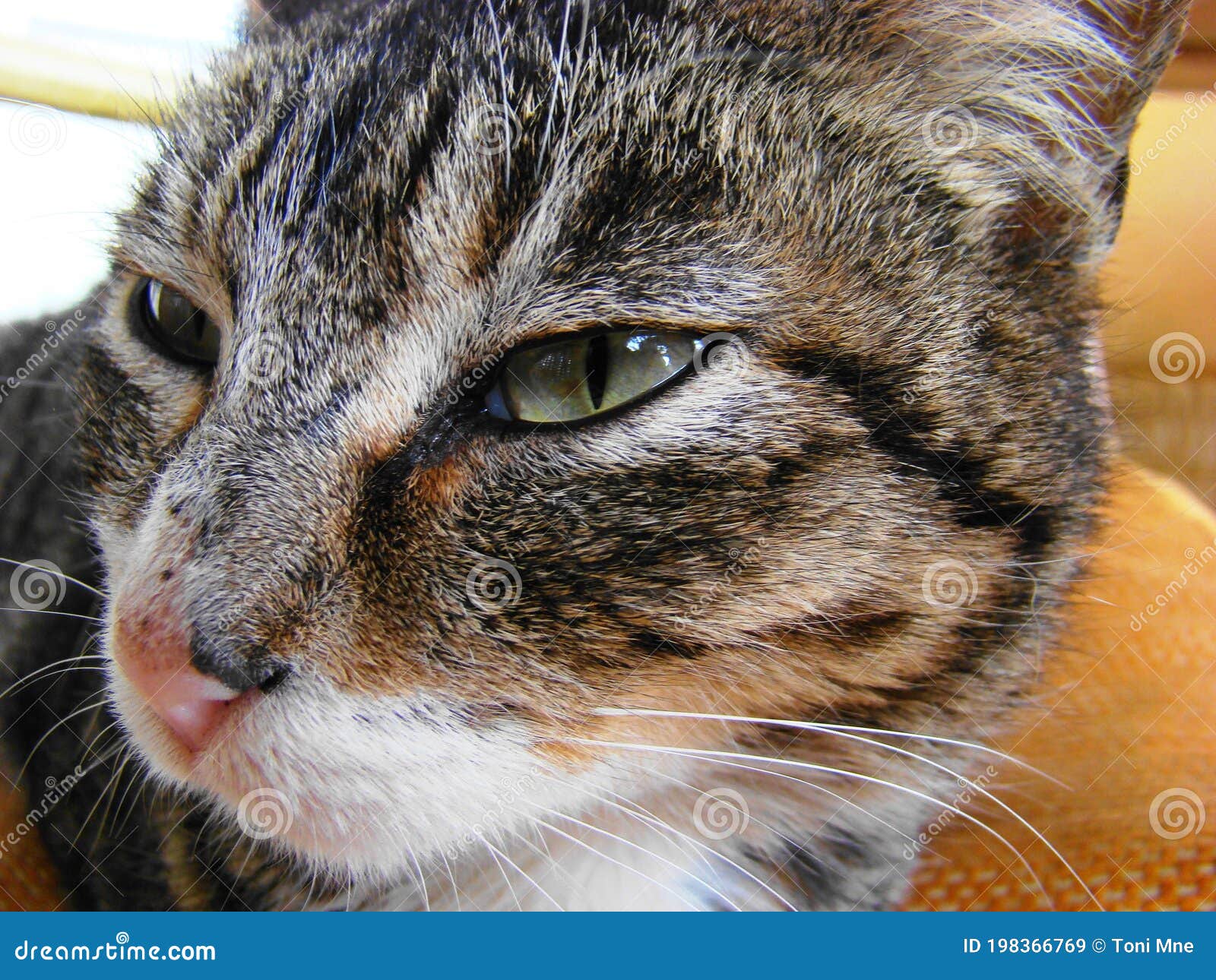 That sly look stock image. Image of look, canary, good - 198366769