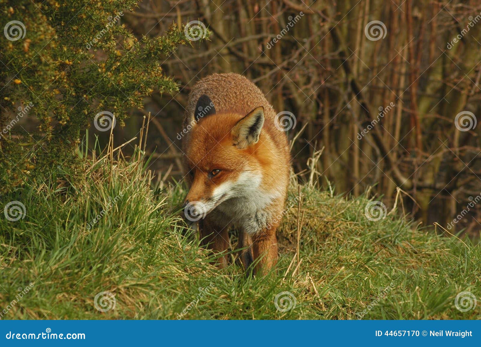 Shy Red Fox stock photo. Image of bright, nature, eyes - 44657170