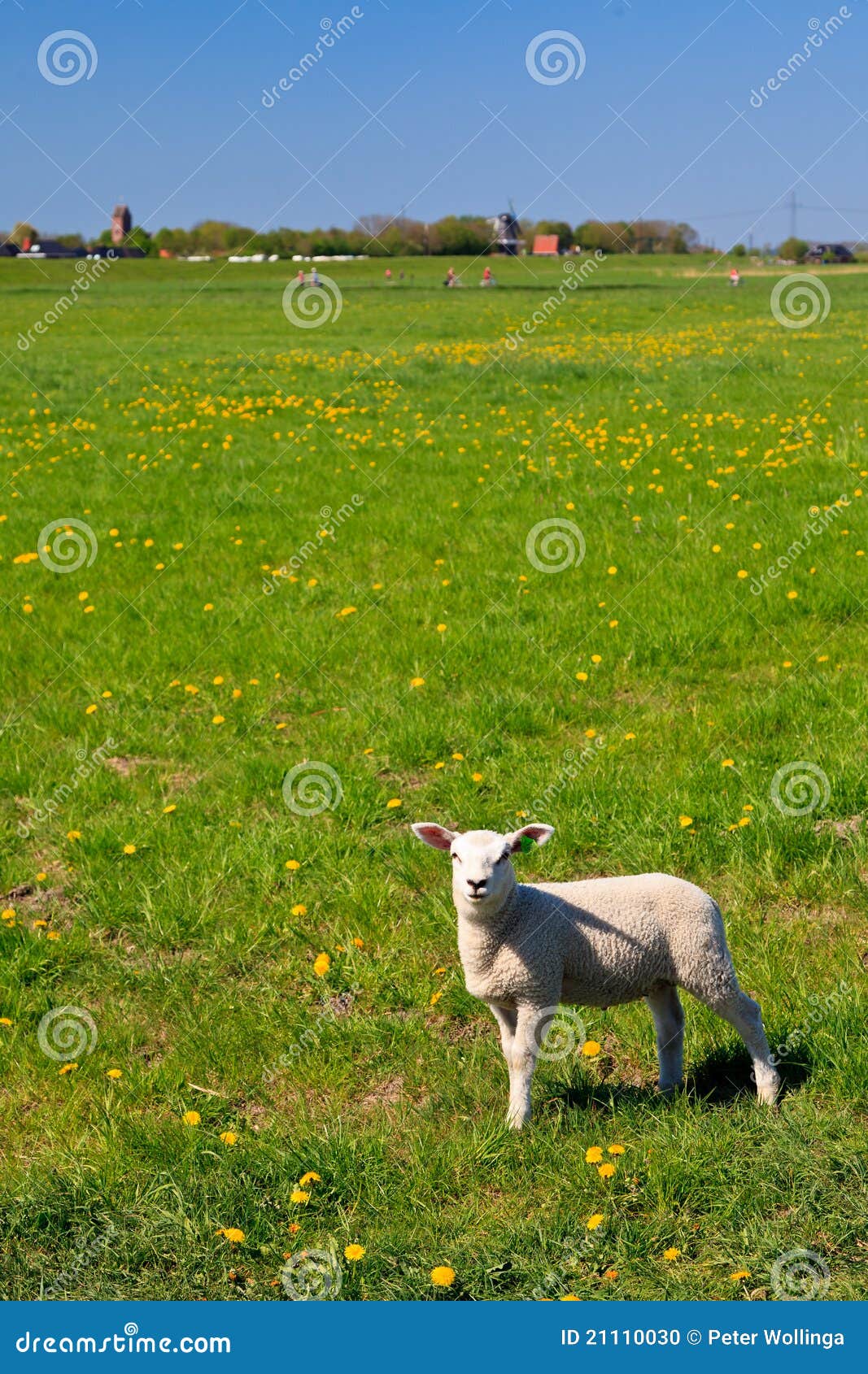 Smaal Lamb Standing In A Grassland Stock Photo - Image of vacation ...