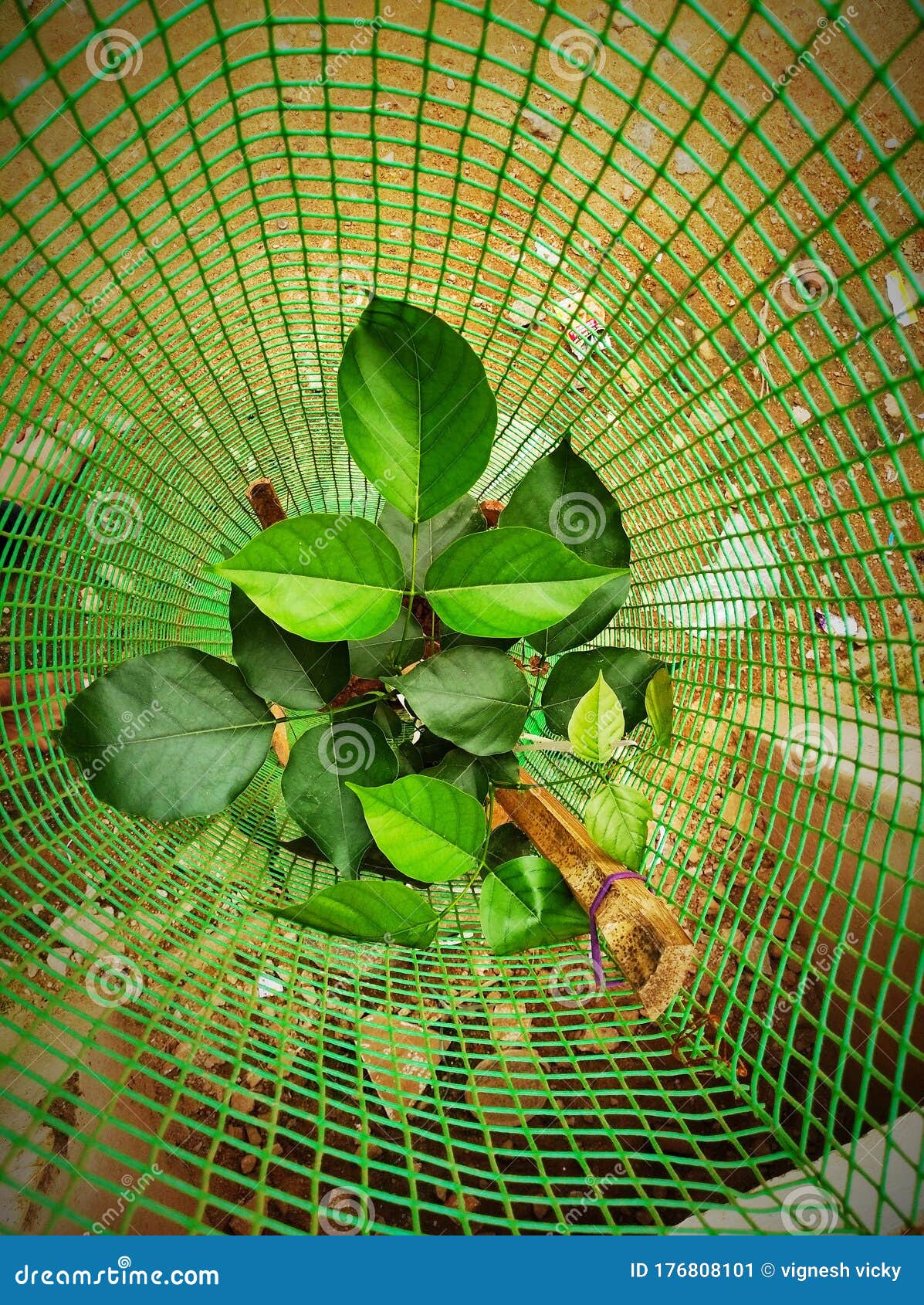 Smaal Tree gate green ful stock image. Image of tree - 176808101