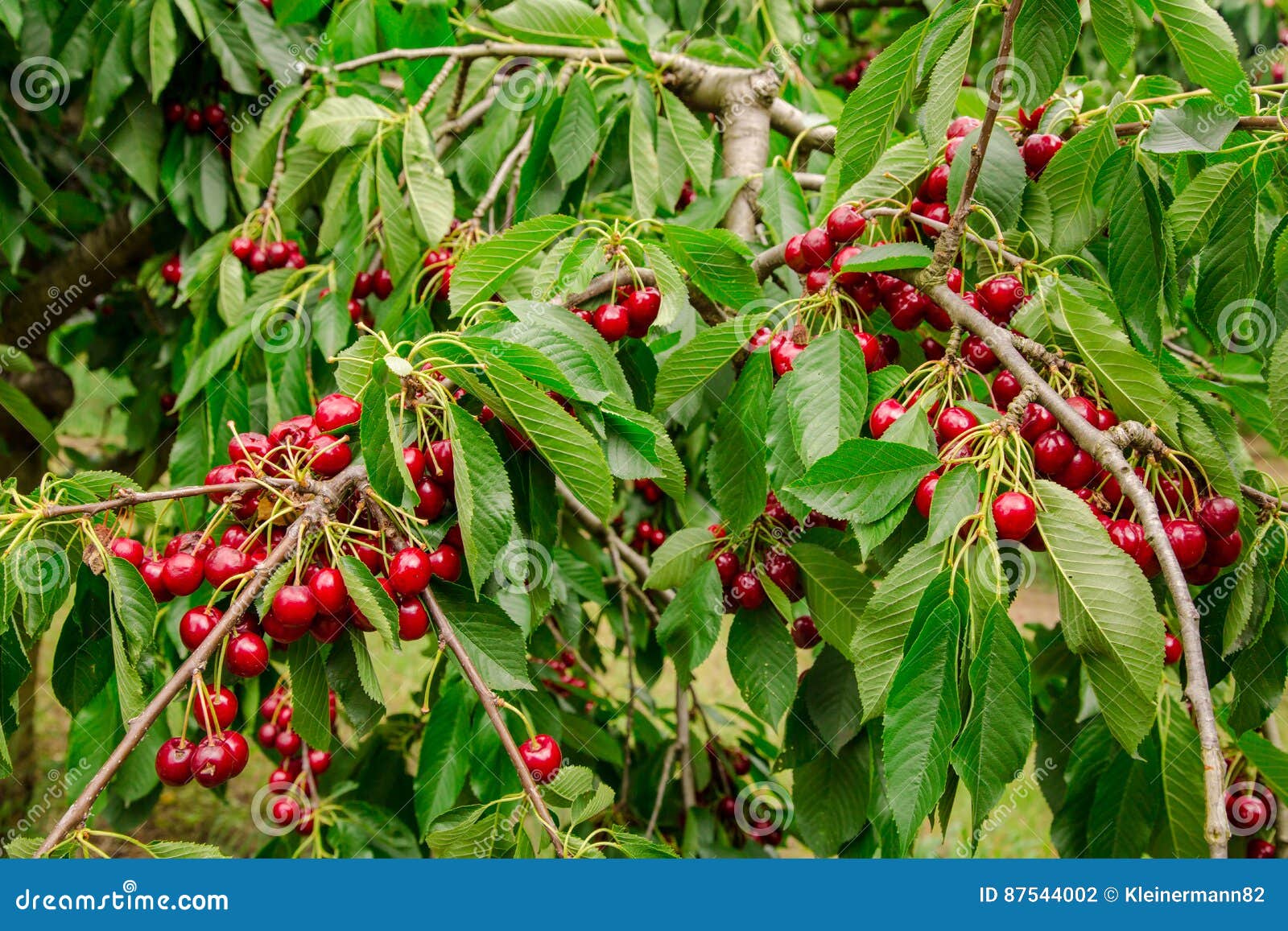Smakelijke Kersen Zoete Kersen Stock Foto - Image of doorbladert, groen ...