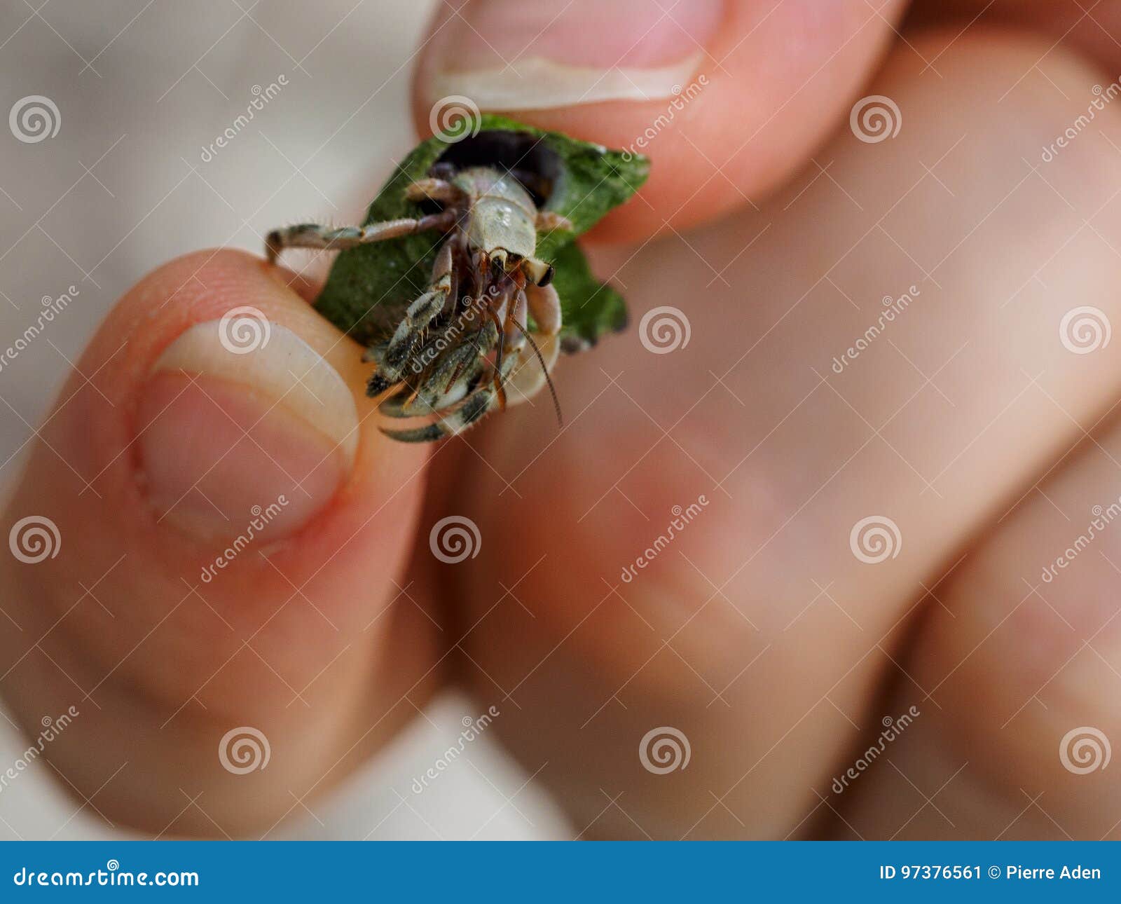 Smal crab in human hand stock image. Image of looking - 97376561