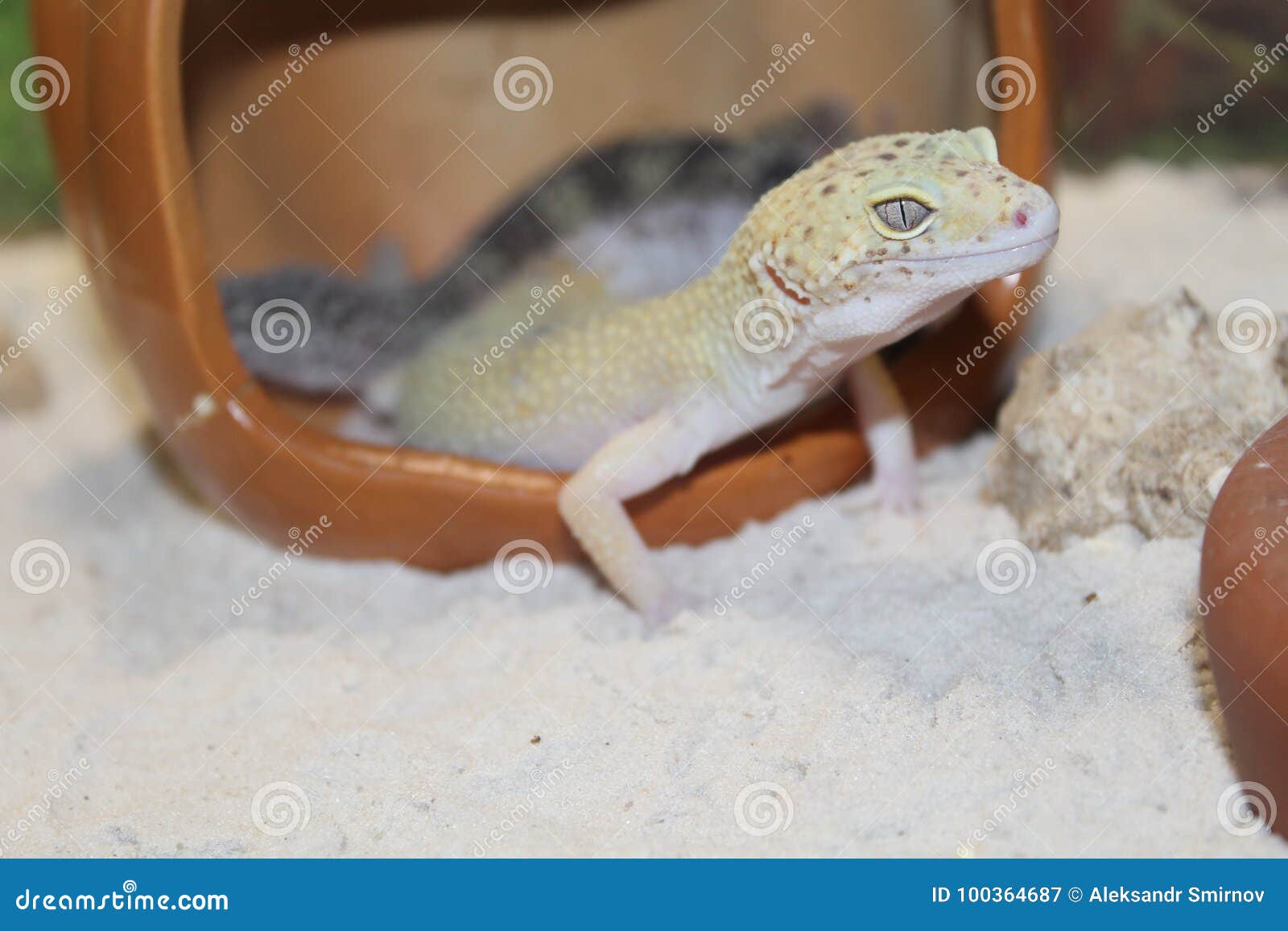 Smal Leopard Gecko stock image. Image of color, exotic - 100364687
