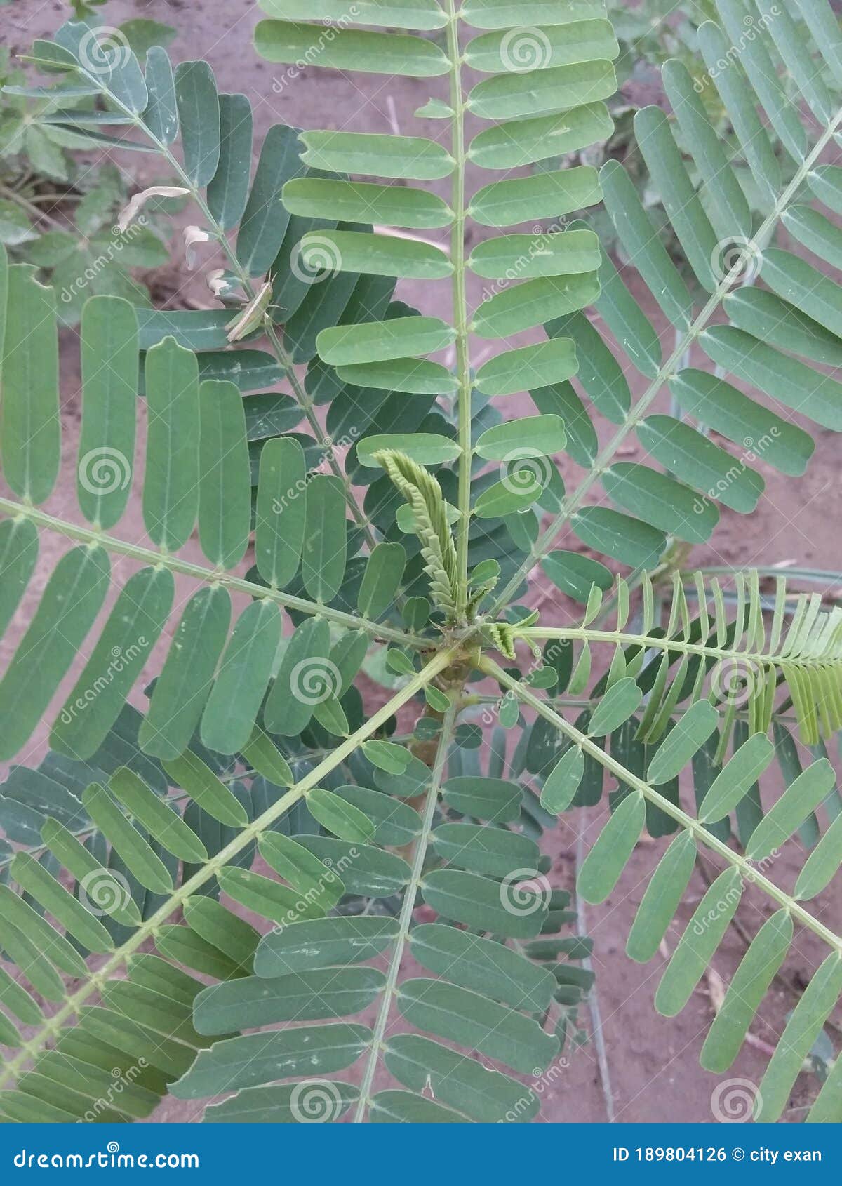 Smal tree in front pic stock photo. Image of smal, spruce - 189804126