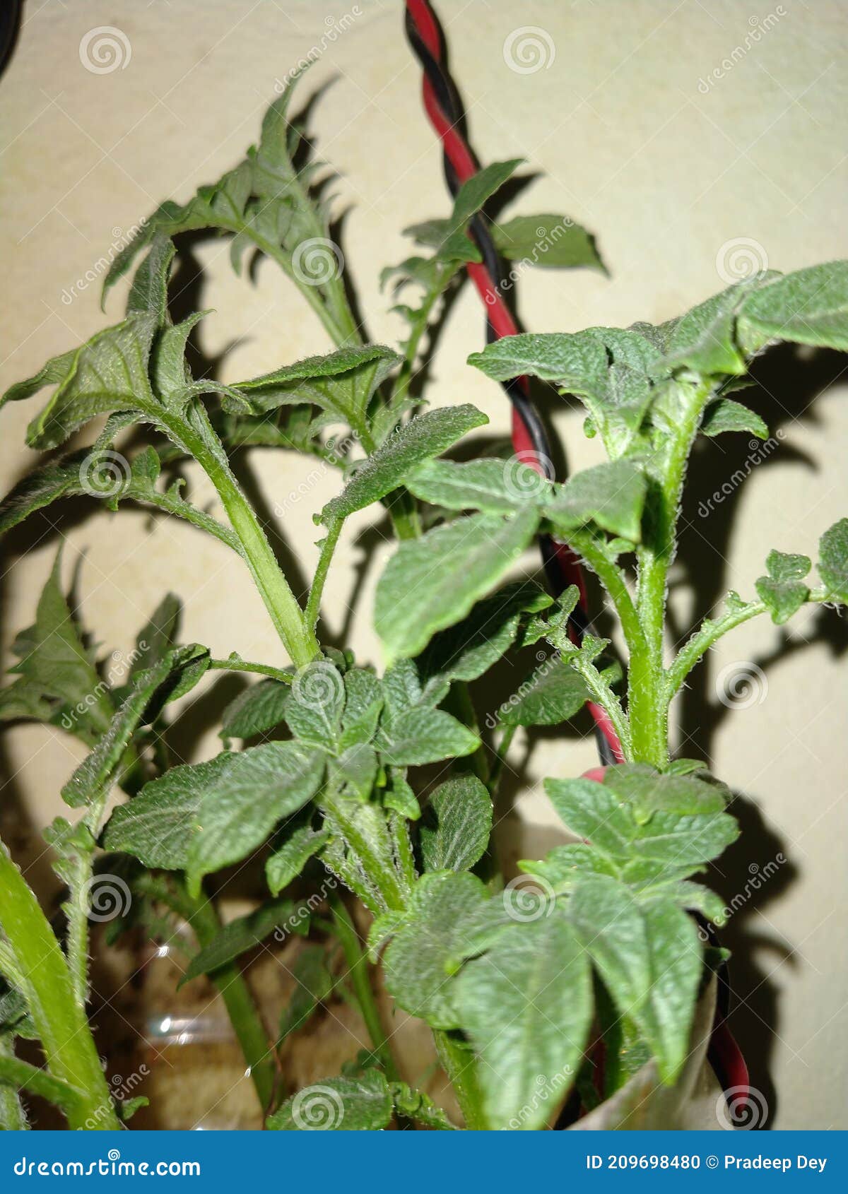 A Smal Tree stock photo. Image of small, patato, tree - 209698480