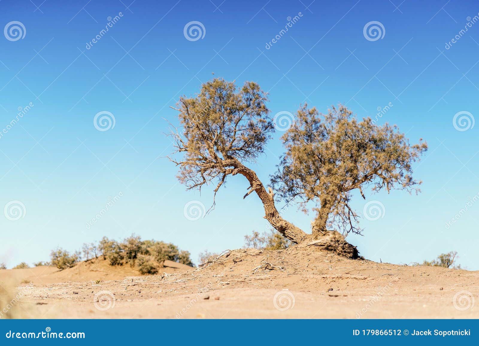 Small Acacia Tree on Sahara Desert in Morocco, Africa Stock Photo ...
