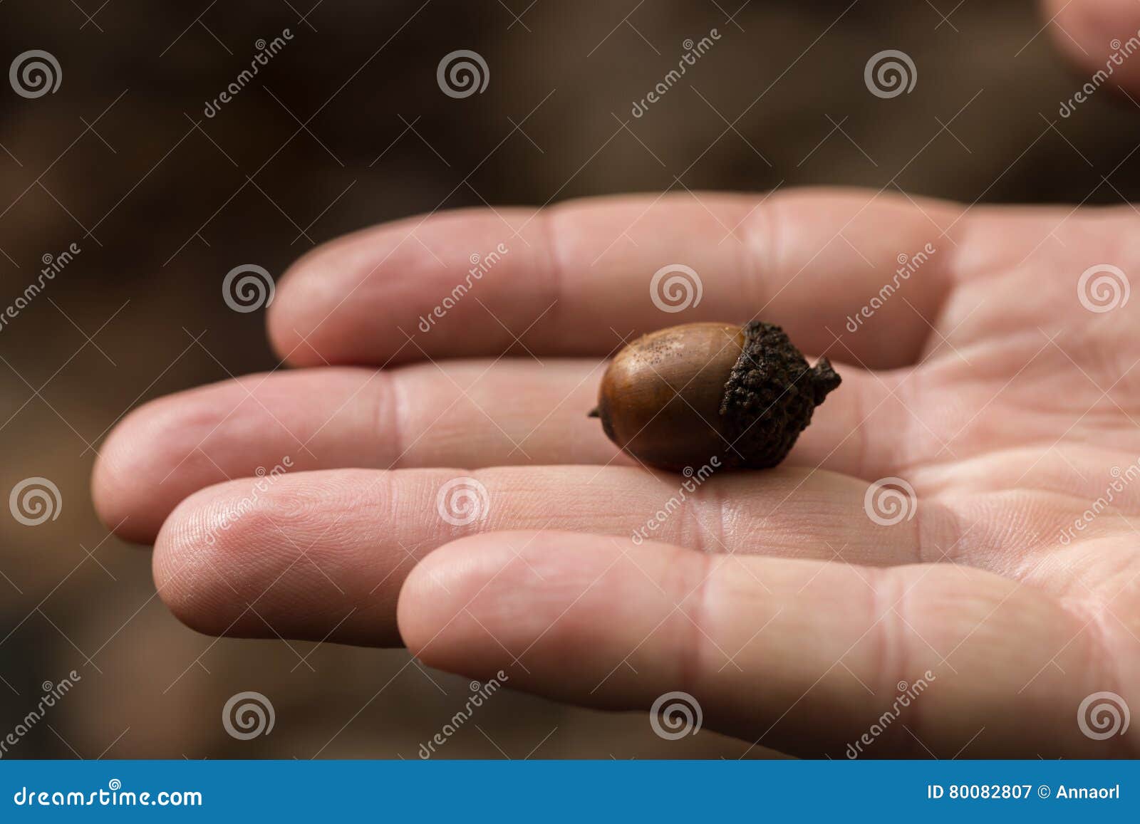 Small Acorn, Closeup on a Hand Stock Image - Image of environment ...