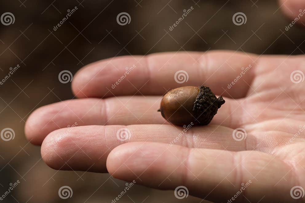Small Acorn, Closeup on a Hand Stock Image - Image of environment ...