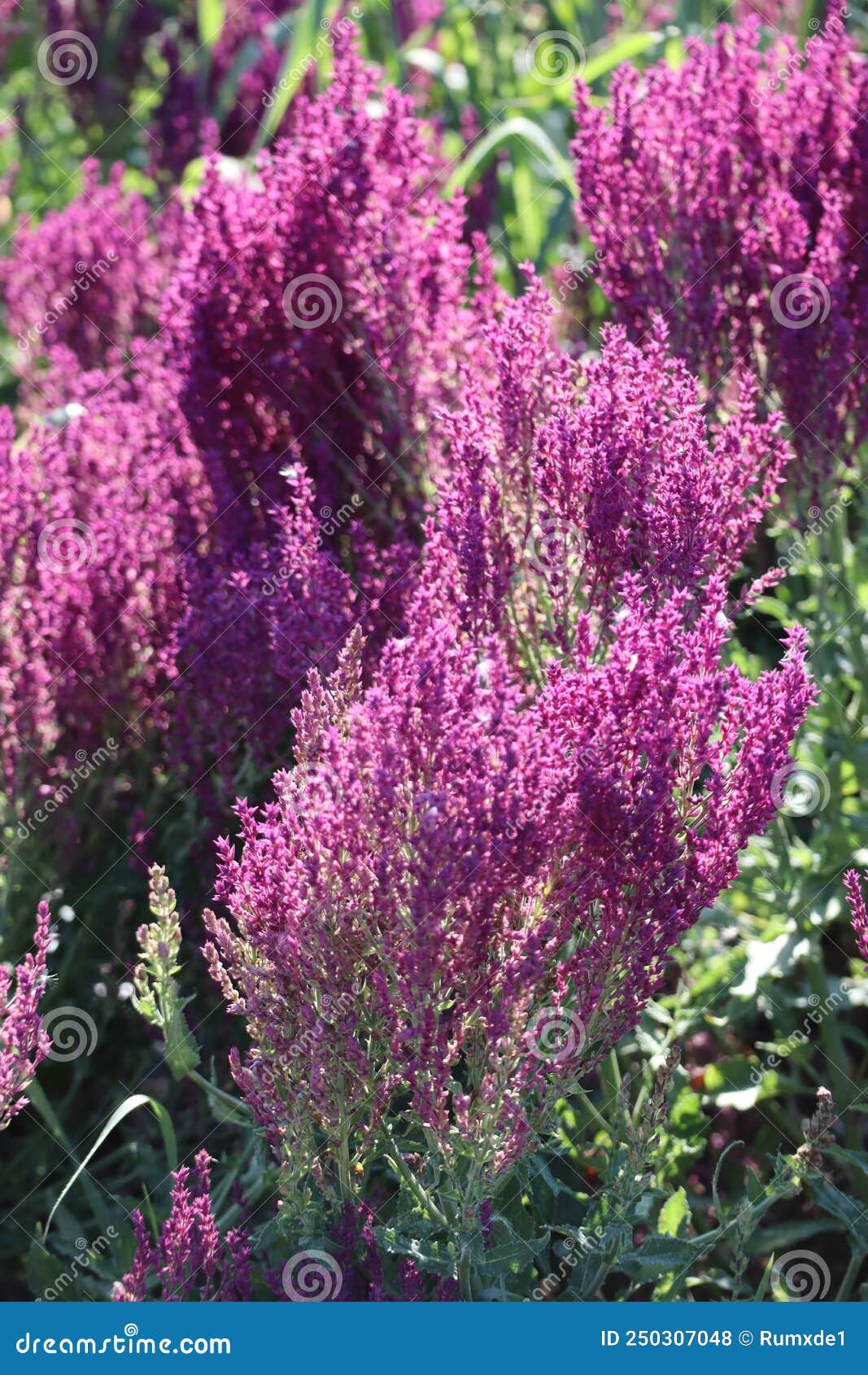 Small Acreage of a Sage-species on Field Stock Photo - Image of ...