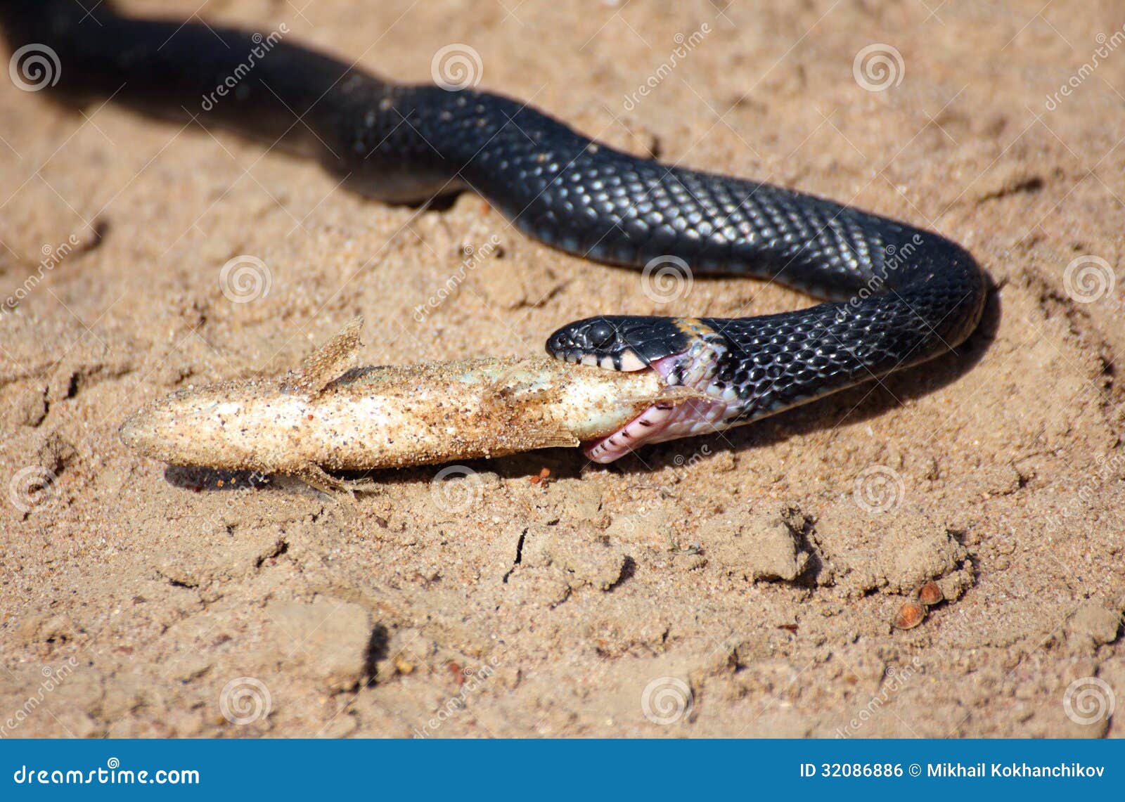 Small Adder Snake with Fish Stock Photo - Image of catch, small: 32086886