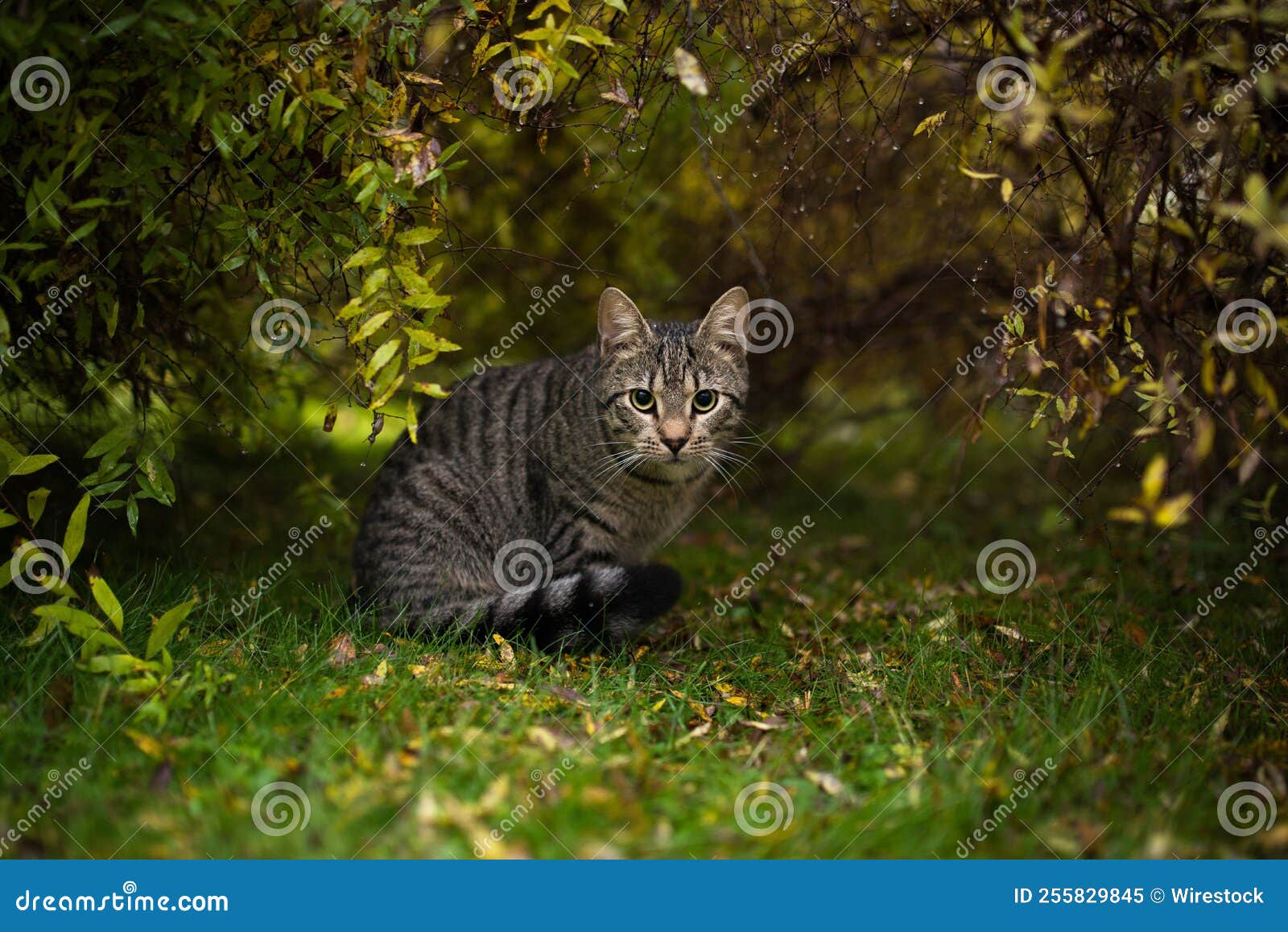 Small Adorable Cat in Under the Tree Branches Stock Image - Image of ...