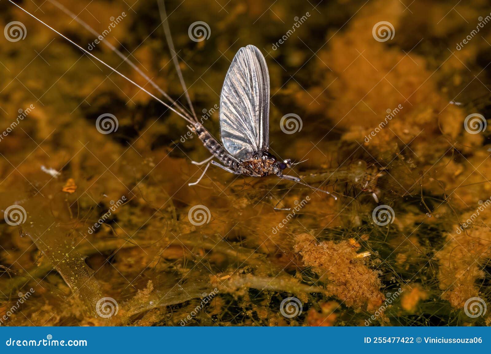 Small Adult Mayfly stock photo. Image of hexapods, insects - 255477422