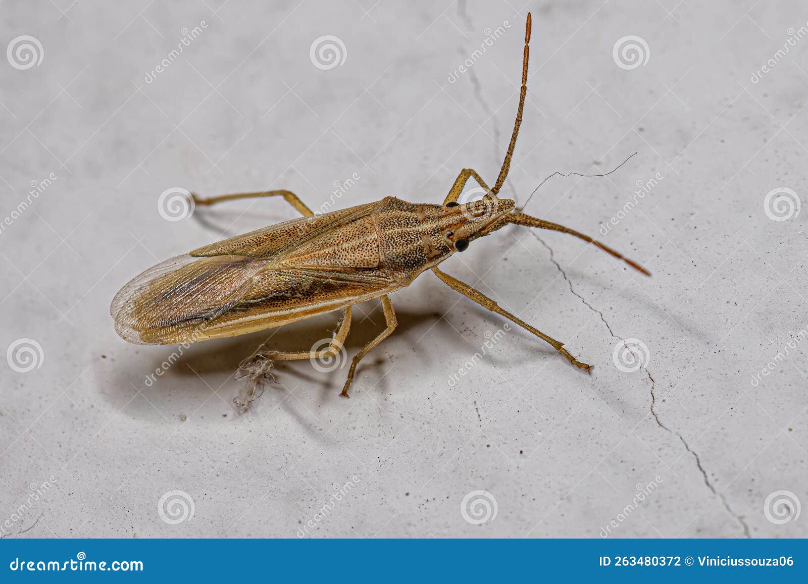 Small Adult Stink Bug stock photo. Image of natural - 263480372