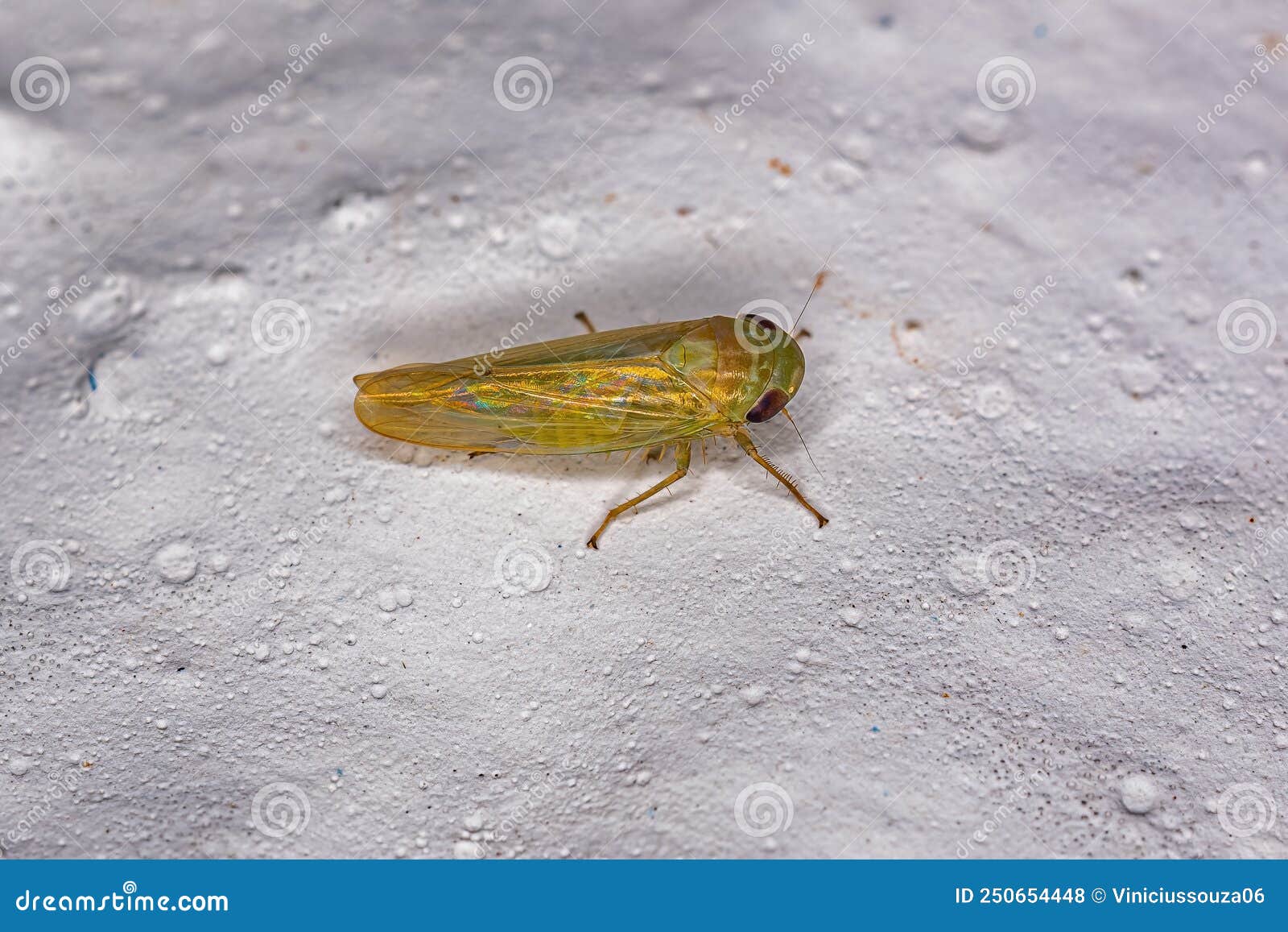 Small Adult Typical Leafhopper Stock Photo - Image of pendarini ...