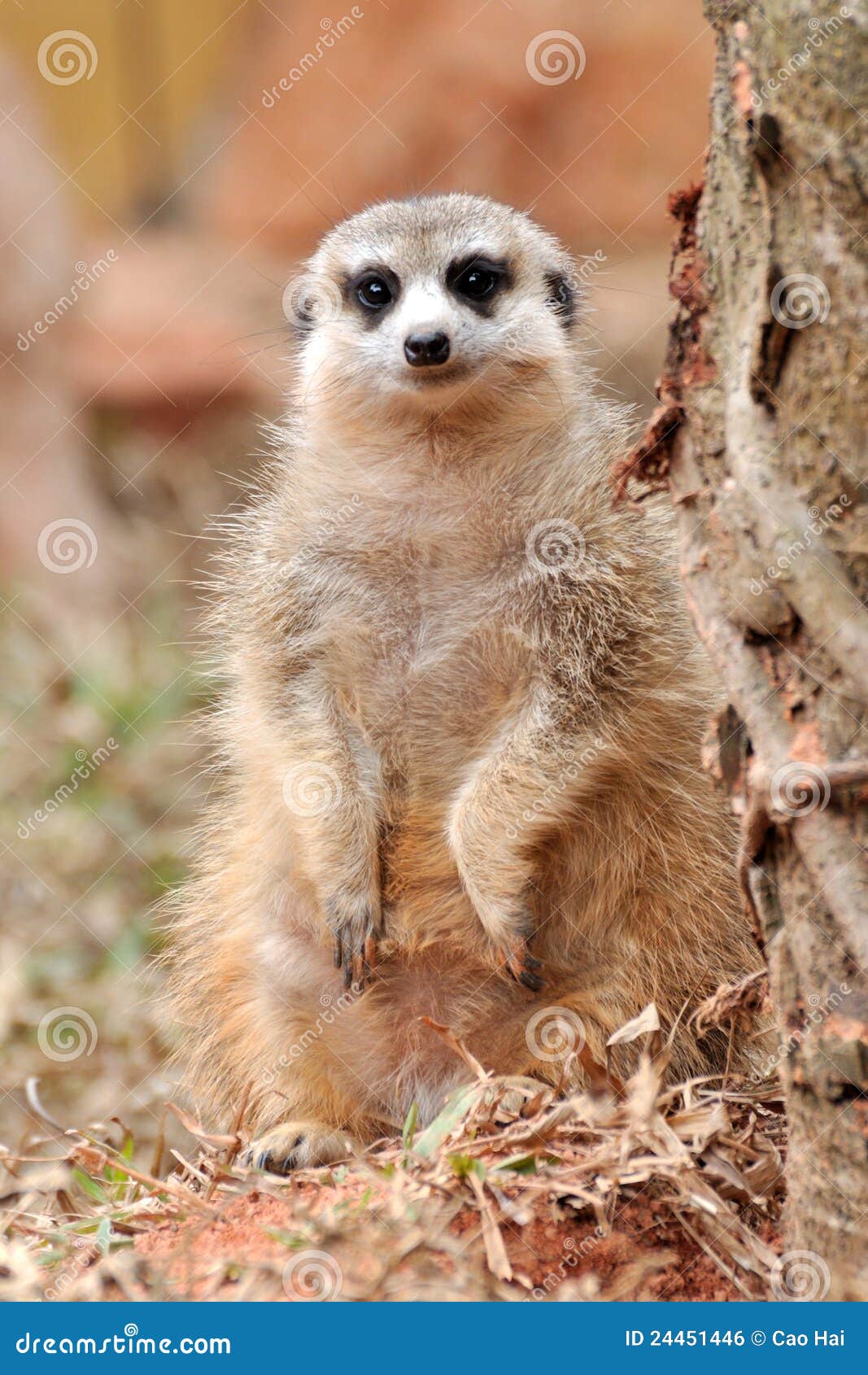 African Mongoose On A Tree Stump In A South African Game Reserve ...