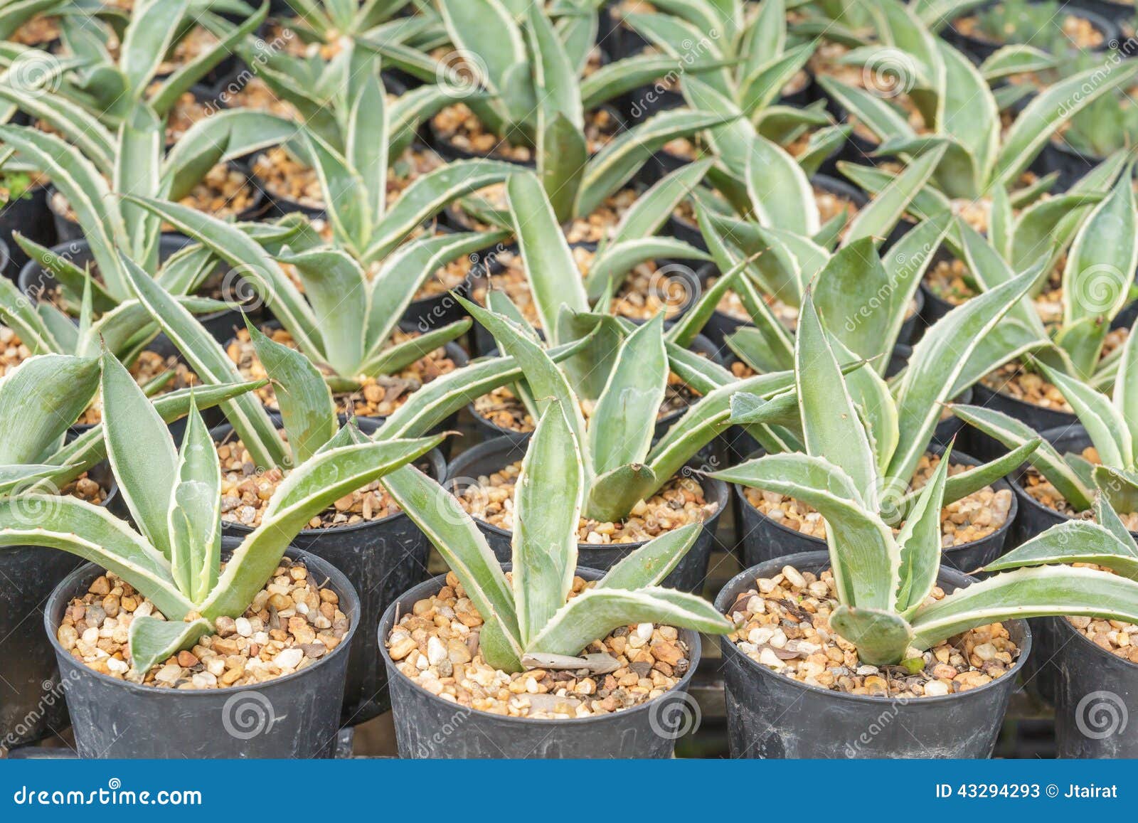 Small Agave in Plant Cultivation. Stock Image - Image of thorn, soil ...