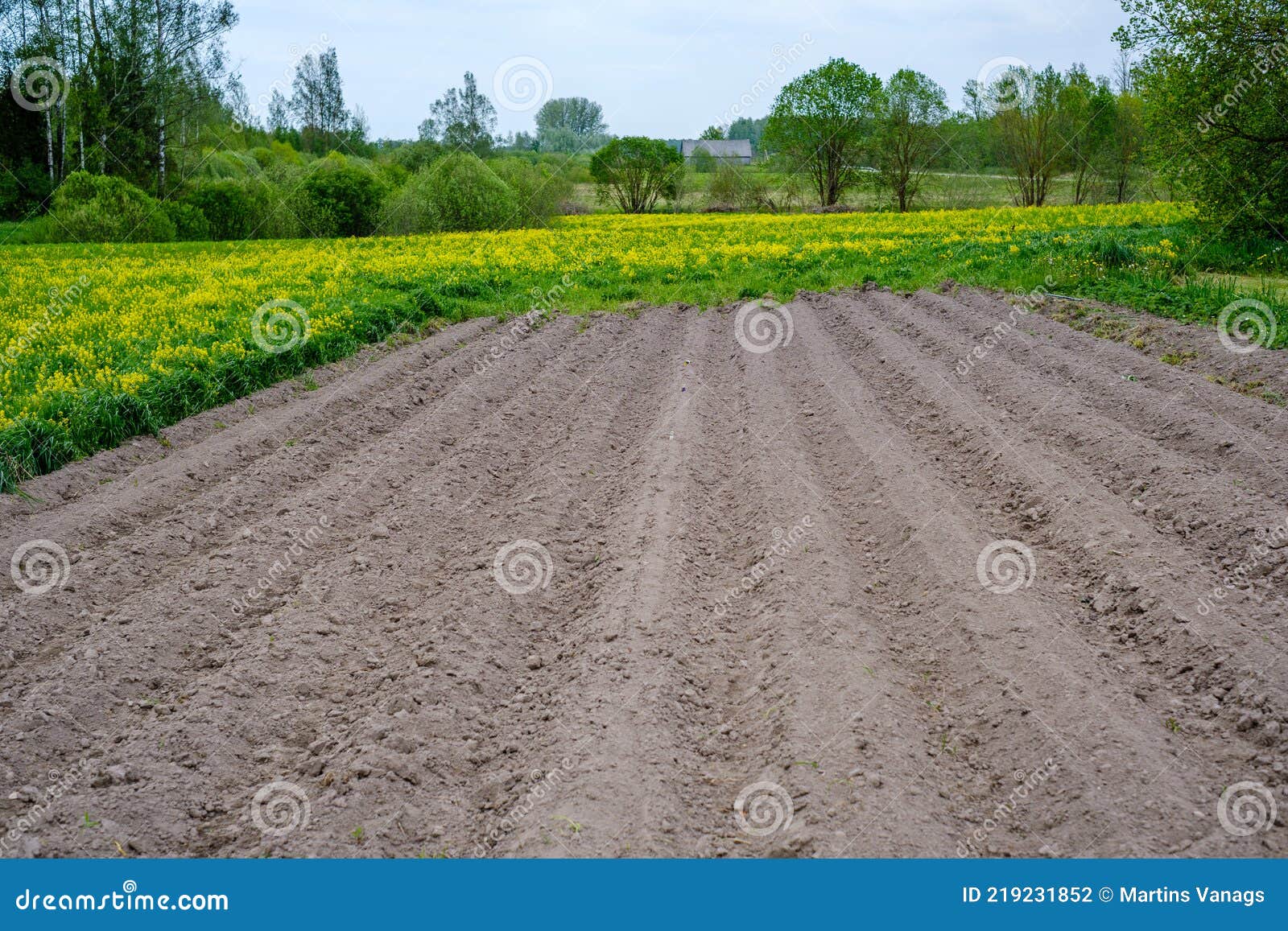 Small Agriculture Field with Plow Marks Stock Photo - Image of horizon ...