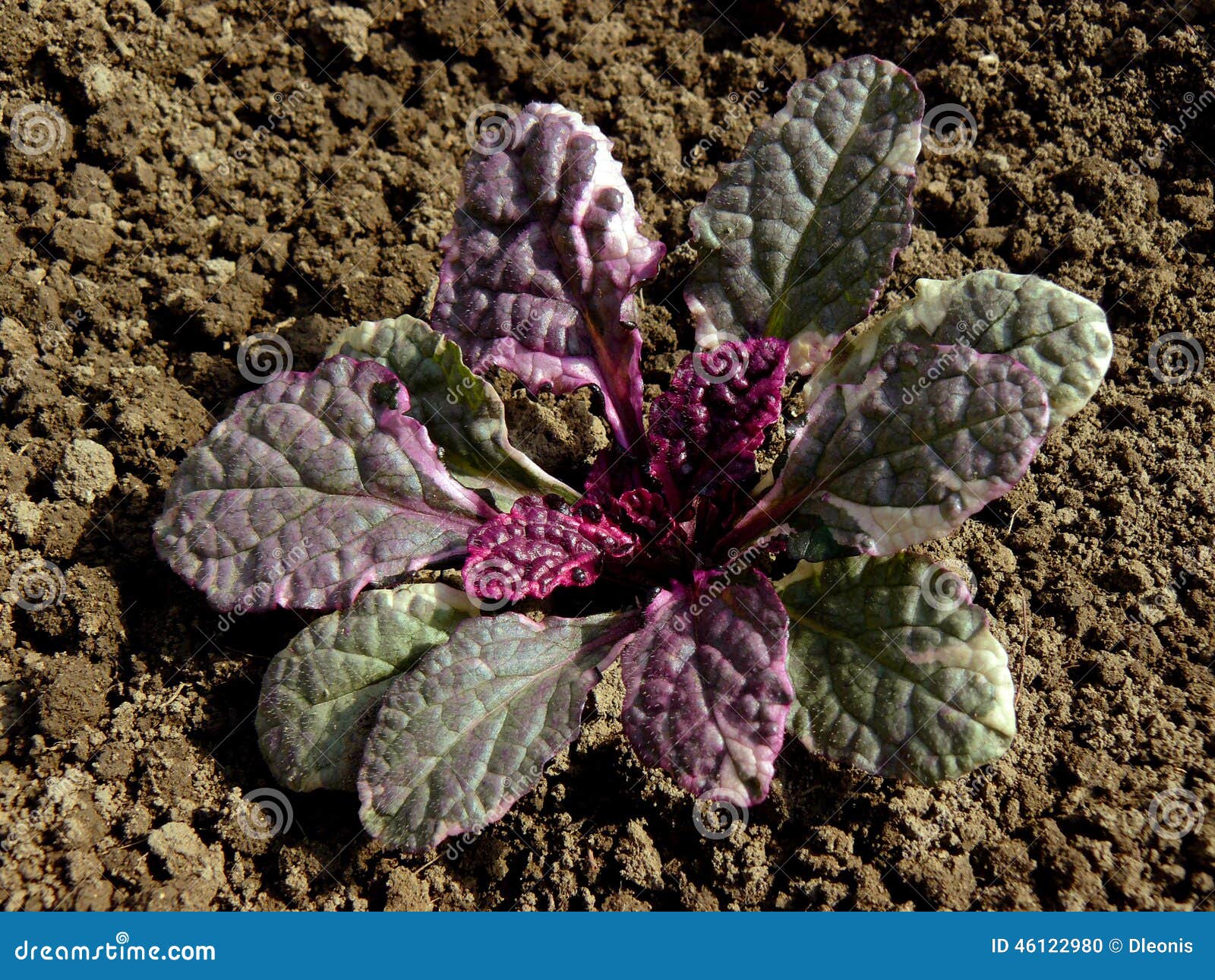 Small ajuga plant stock photo. Image of bugleweed, glow - 46122980