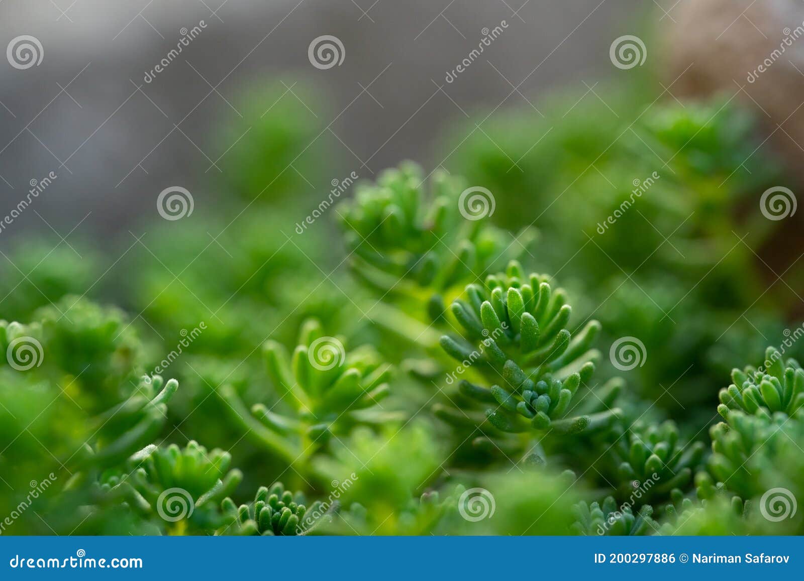 Algae Grow On The Bedrock Of A Dry River Producing Eutrophication Stock ...