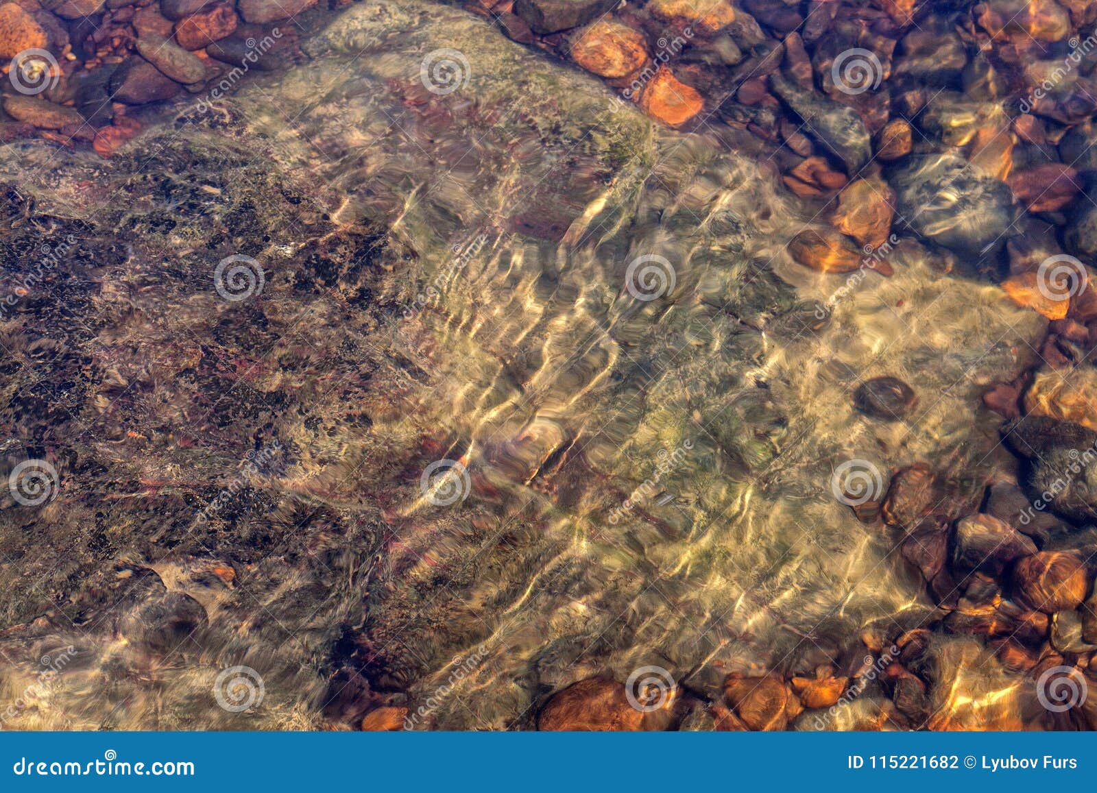 Small Algae on a Large Rock on the Bottom of the River in a Stream of ...