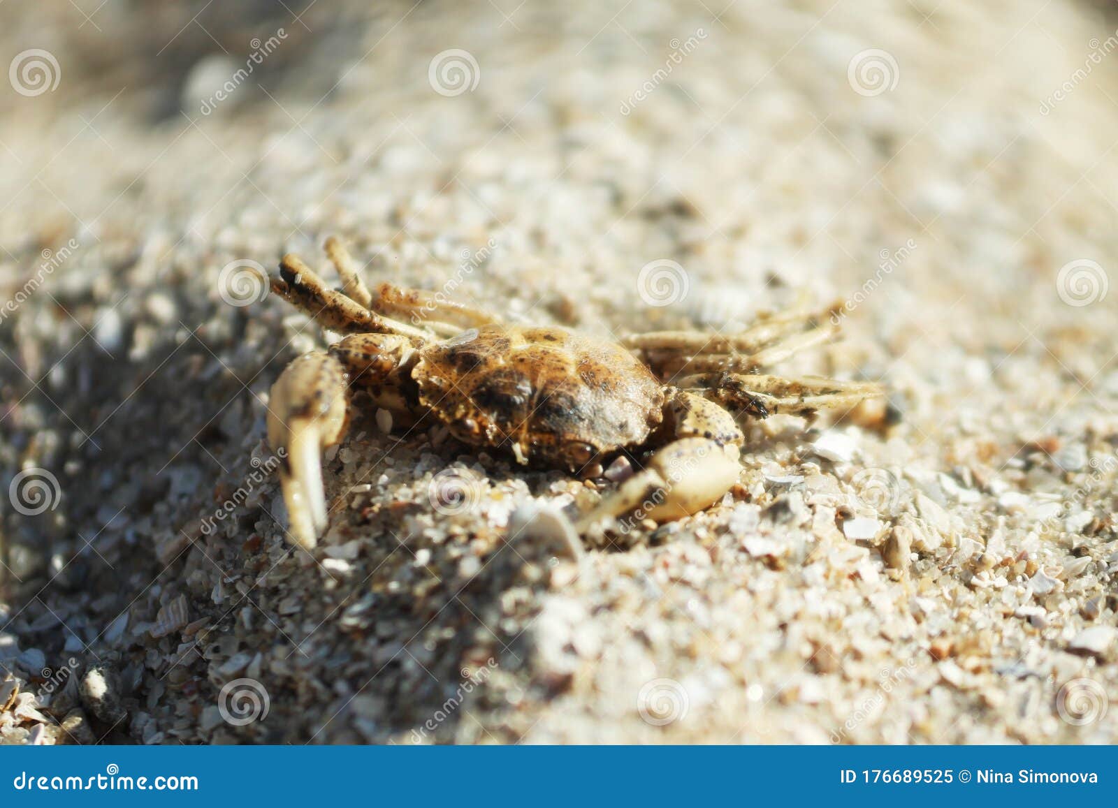 Small Alive Crab on Sand in Macro Stock Image - Image of crabs, animal ...