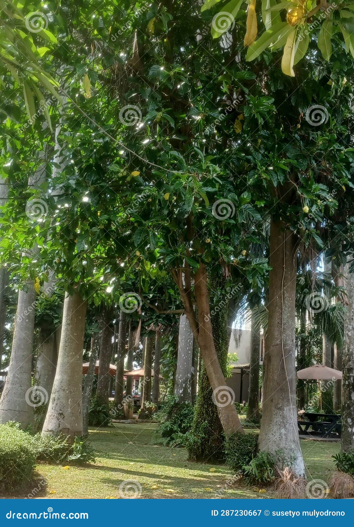 Small Alley Under a Grove of Trees Stock Image - Image of trees, grove ...