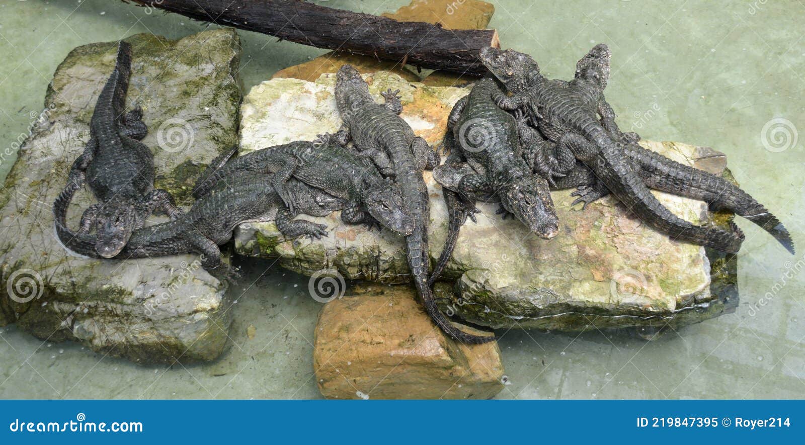 Small Alligators stock image. Image of rock, river, sand - 219847395