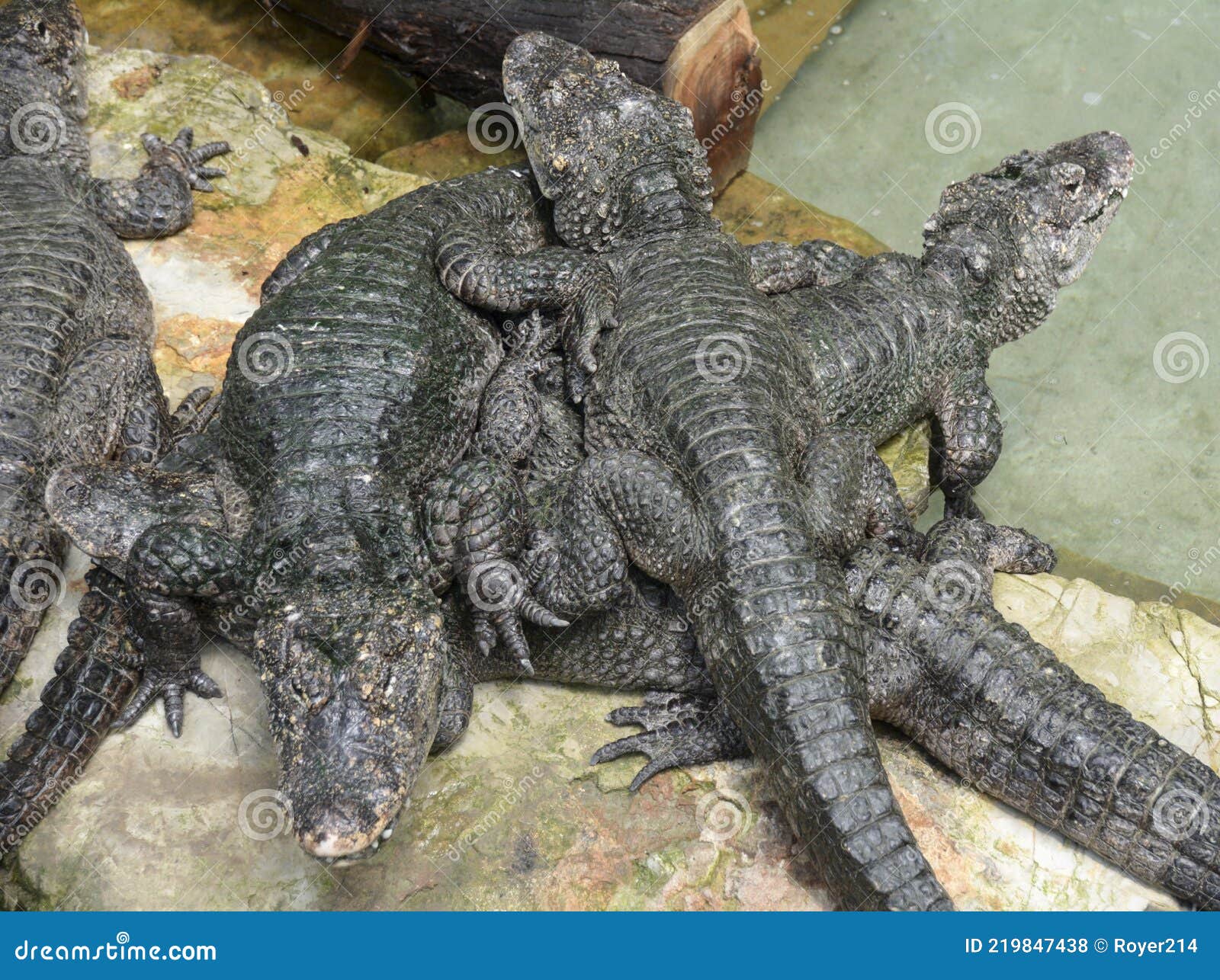 Small Alligators stock photo. Image of tropical, animal - 219847438
